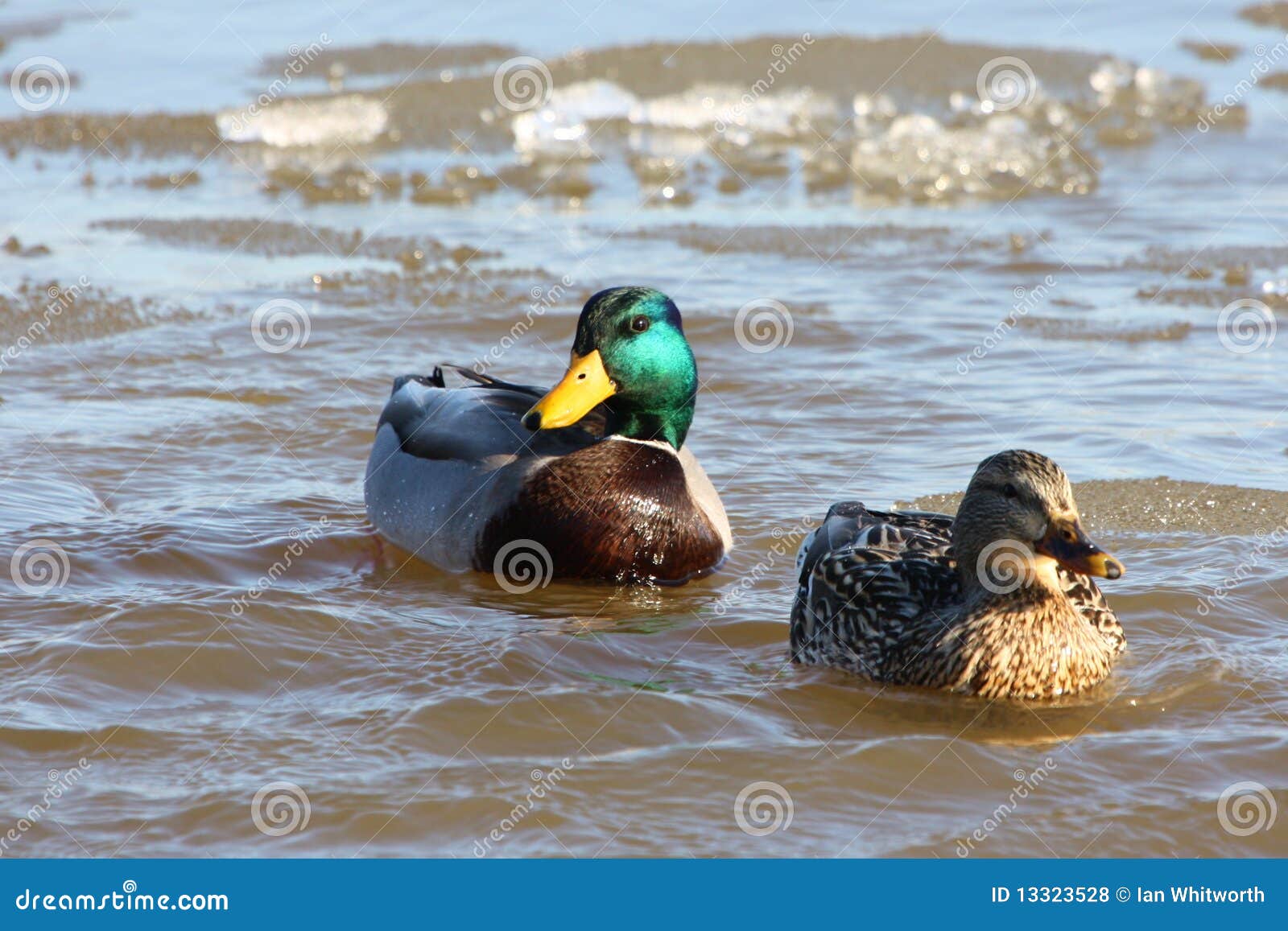 Mallard Ducks Icy Swim stock photo. Image of colours - 13323528