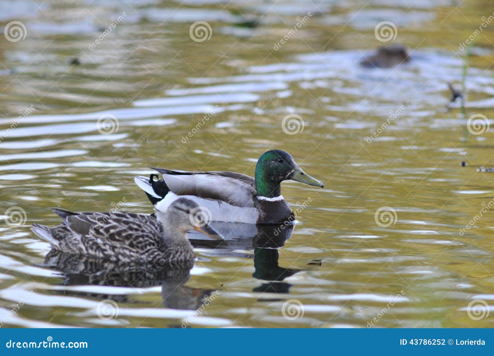Mallard ducks stock photo. Image of swamp, relaxation - 43786252
