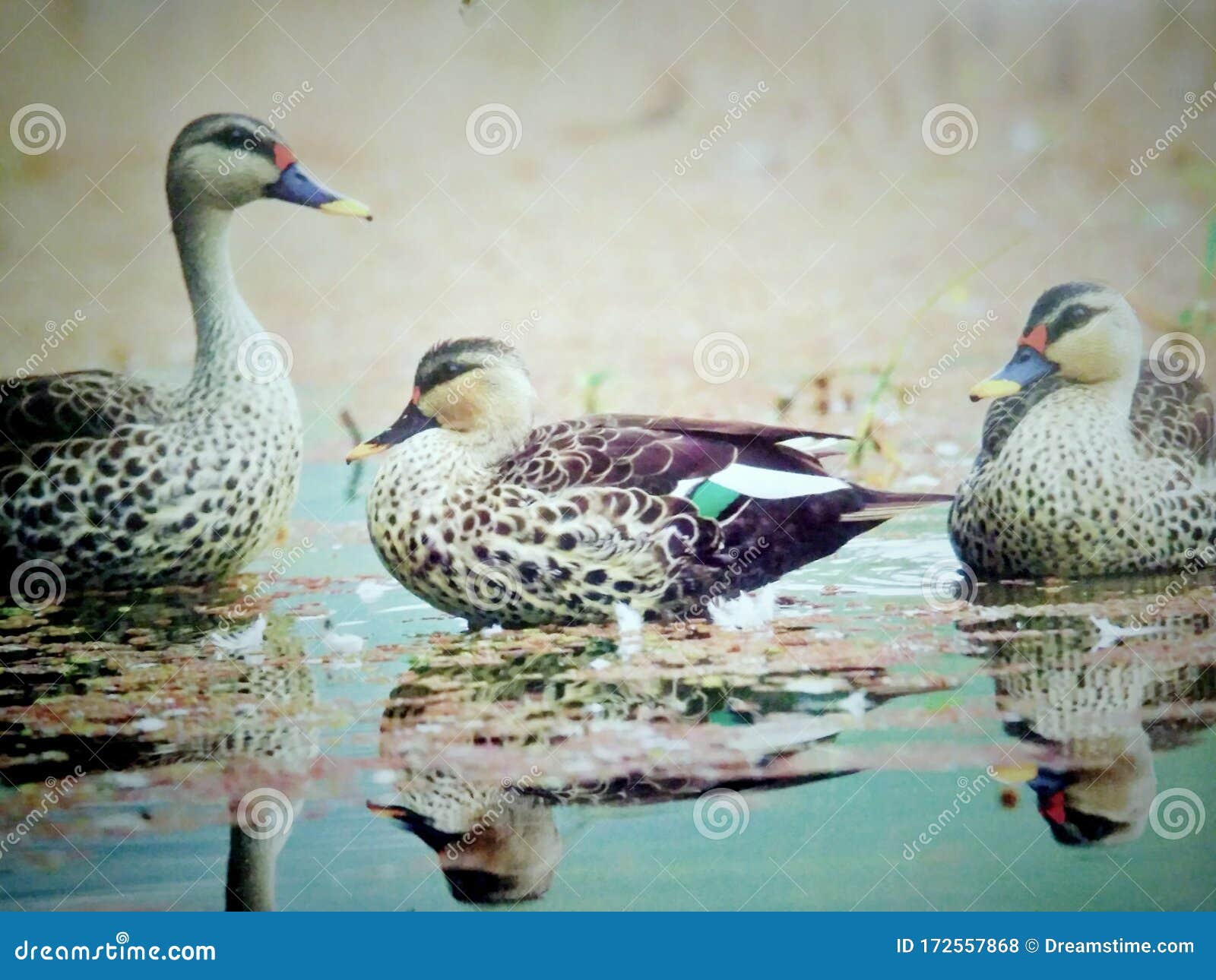 Mallard ducks in a lake stock photo. Image of three - 172557868