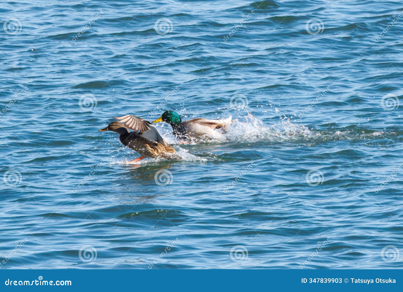 Mallard Ducks Landing on the River Stock Image - Image of wing, wild ...