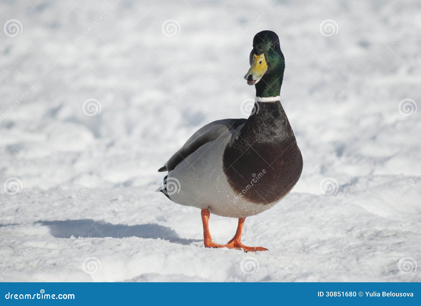 Mallard ducks stock photo. Image of frost, river, feather - 30851680
