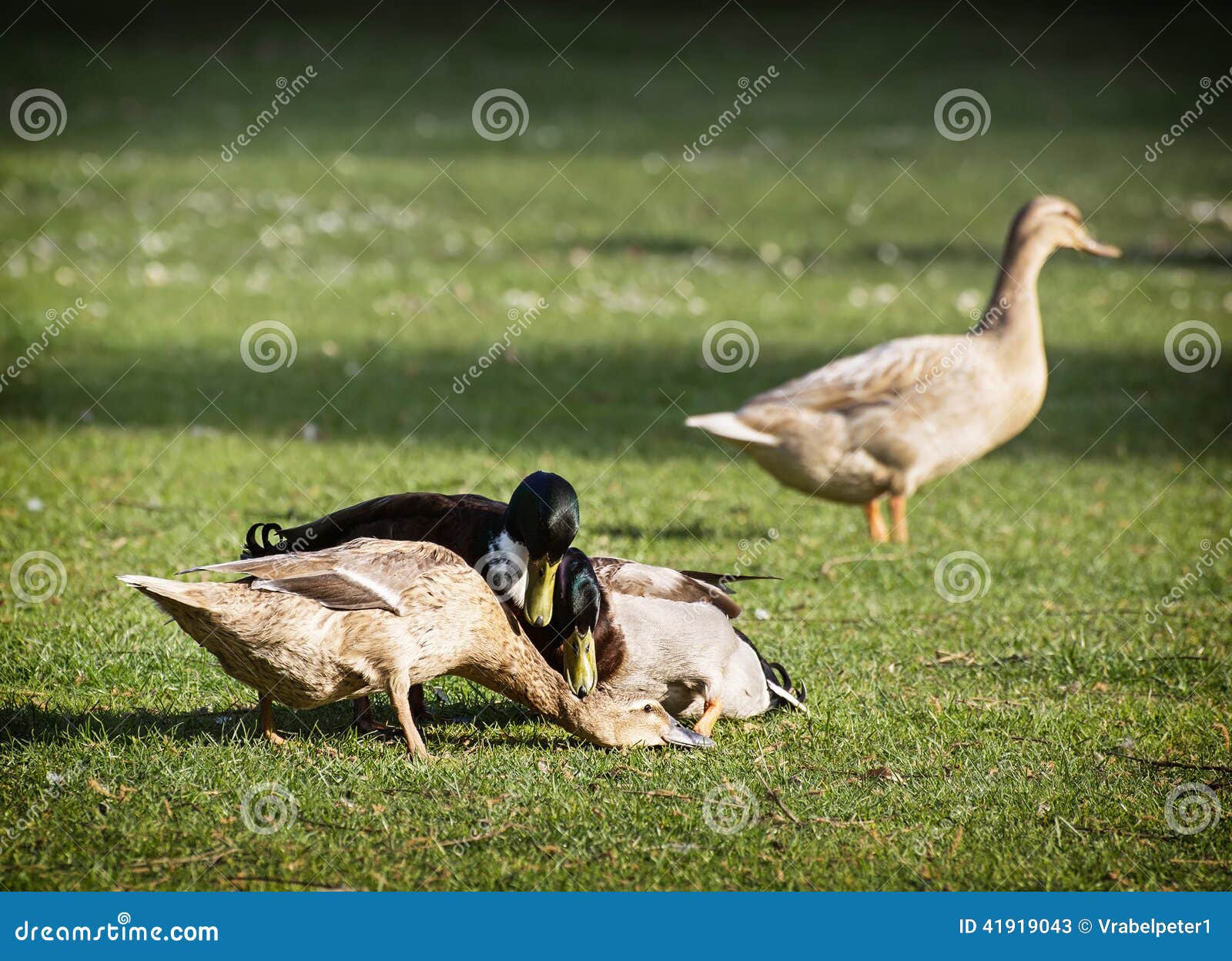 Mallard Ducks Mate on the Field Stock Image - Image of combat, mallard ...