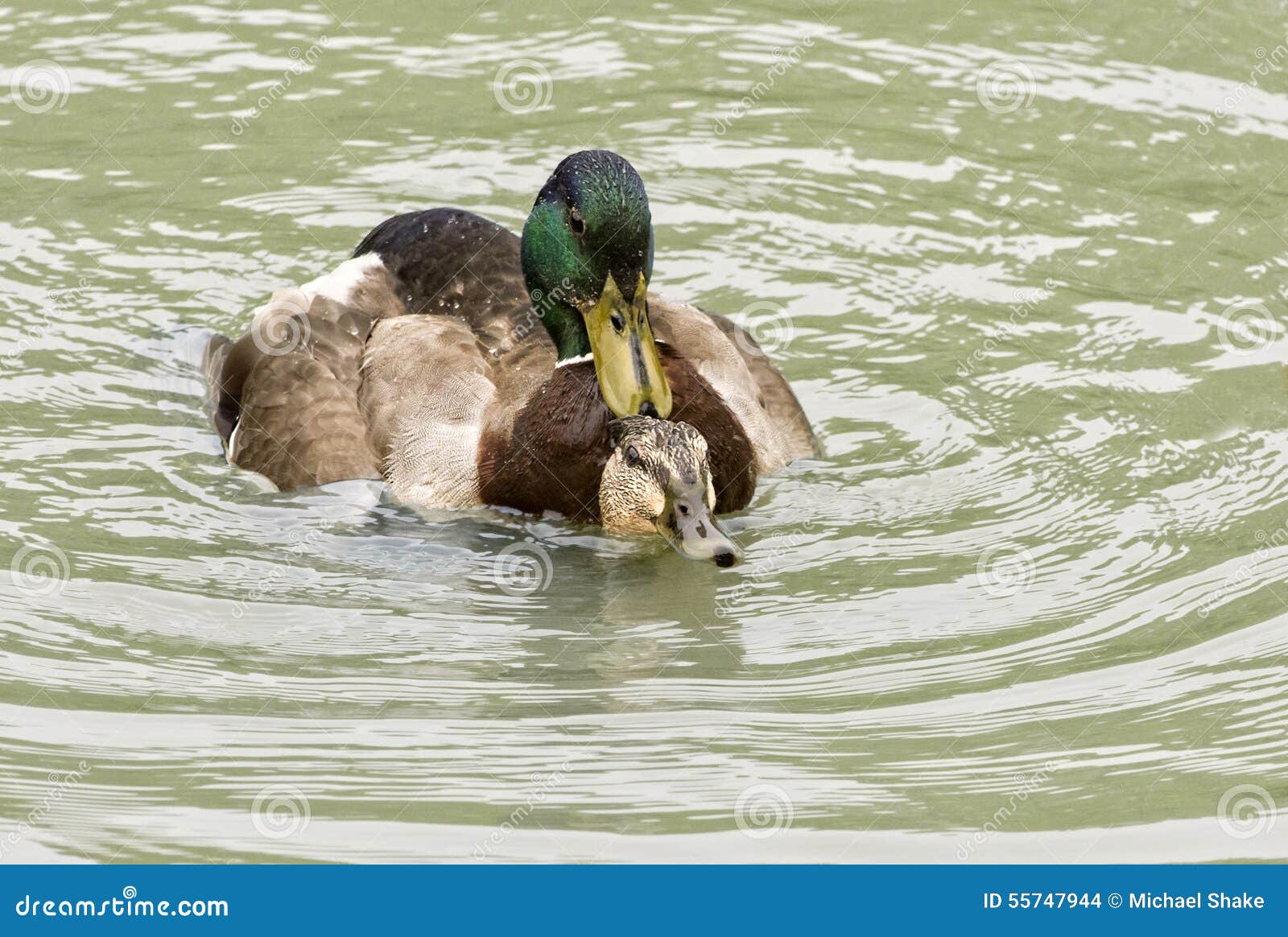 Mallard Ducks Mating stock photo. Image of fowl, ducks - 55747944