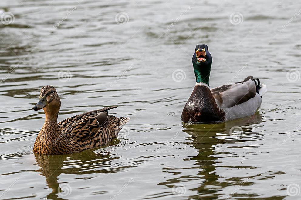 Mallard ducks stock photo. Image of drawing, hunt, birds - 243486242