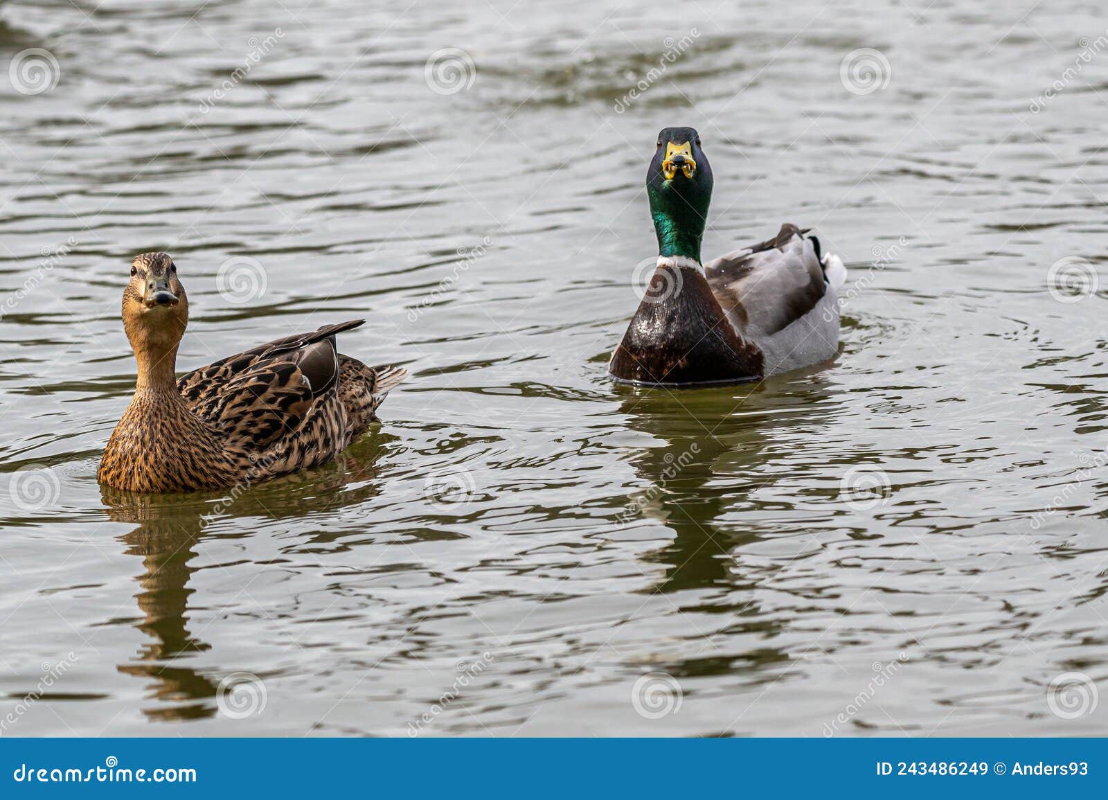 Mallard ducks stock image. Image of male, isolated, beaks - 243486249