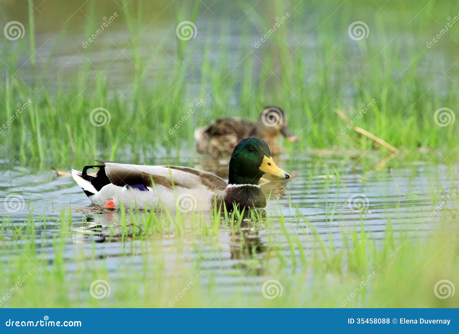 Mallard ducks on a pond stock photo. Image of swimming - 35458088