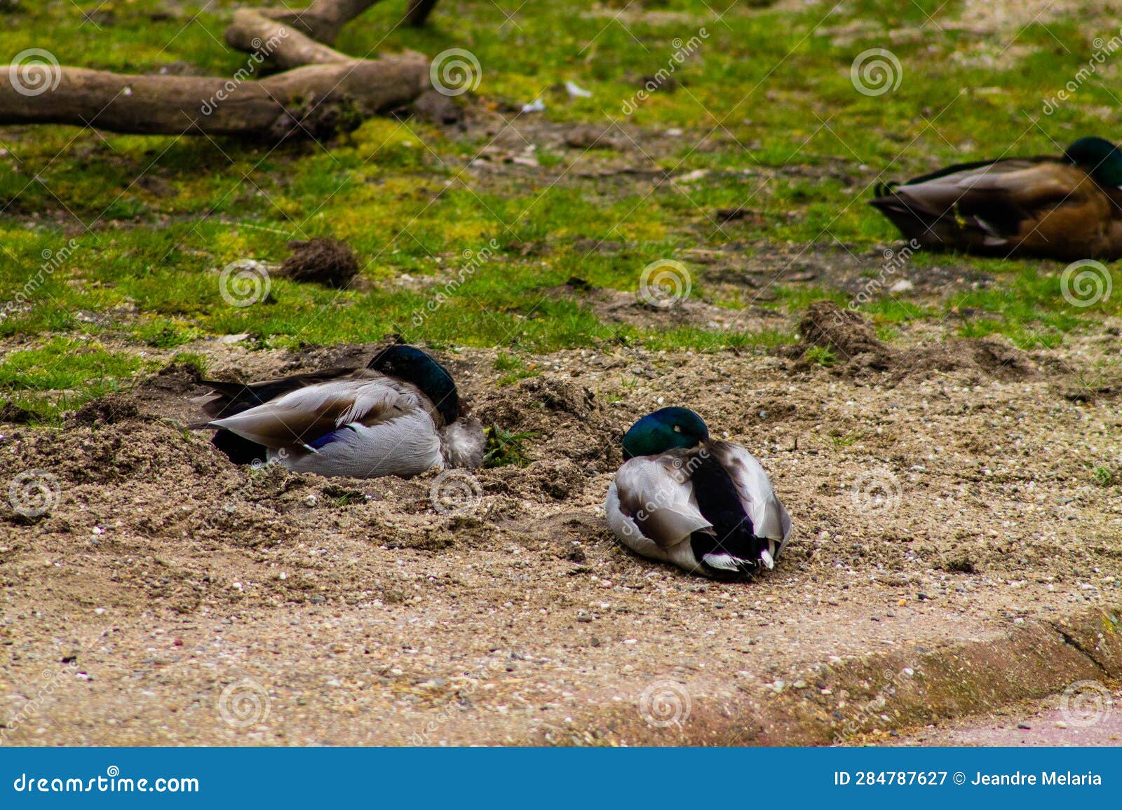 Mallard Ducks Resting on the Ground in a Park in Spring Stock Image ...