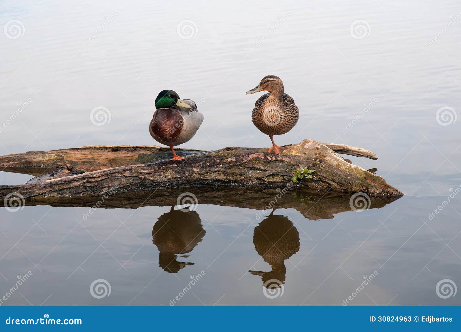 Mallard Ducks Standing on a Log Stock Image - Image of brown ...