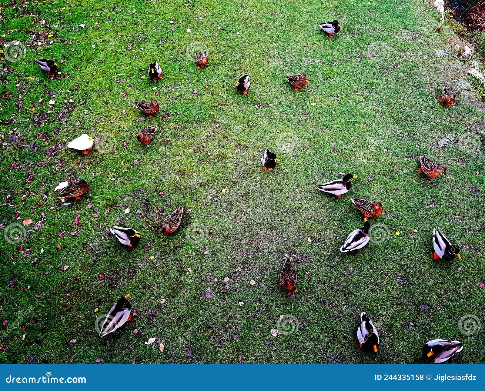 Mallard Ducks top view stock photo. Image of view, mallard - 244335158