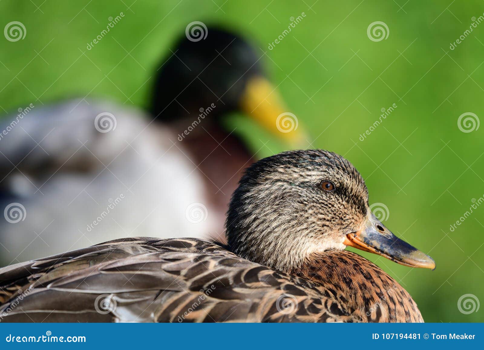 Mallard ducks up close stock image. Image of duck, together - 107194481