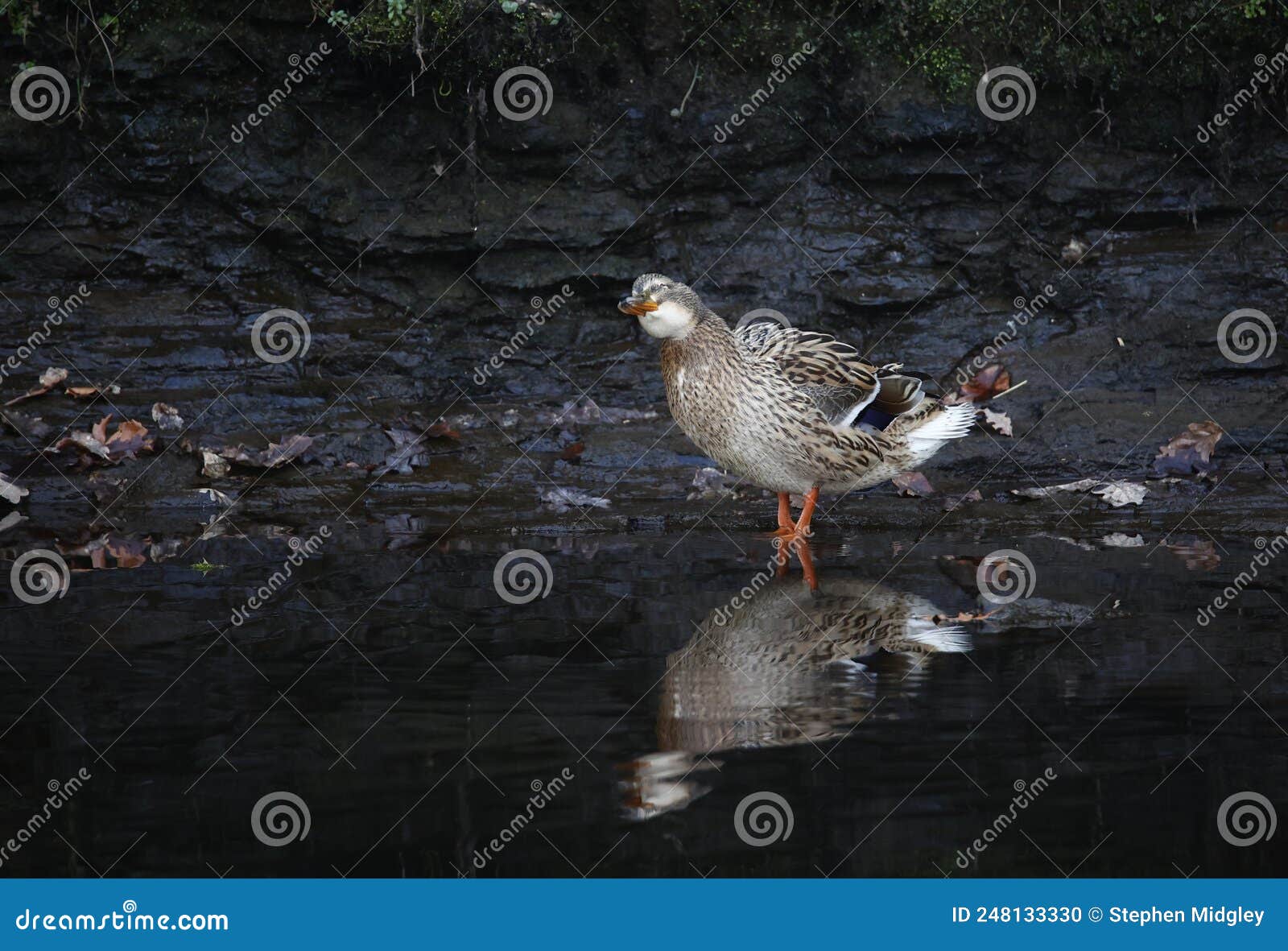 Mallard Duckstood in the River Preening Stock Photo - Image of animals ...