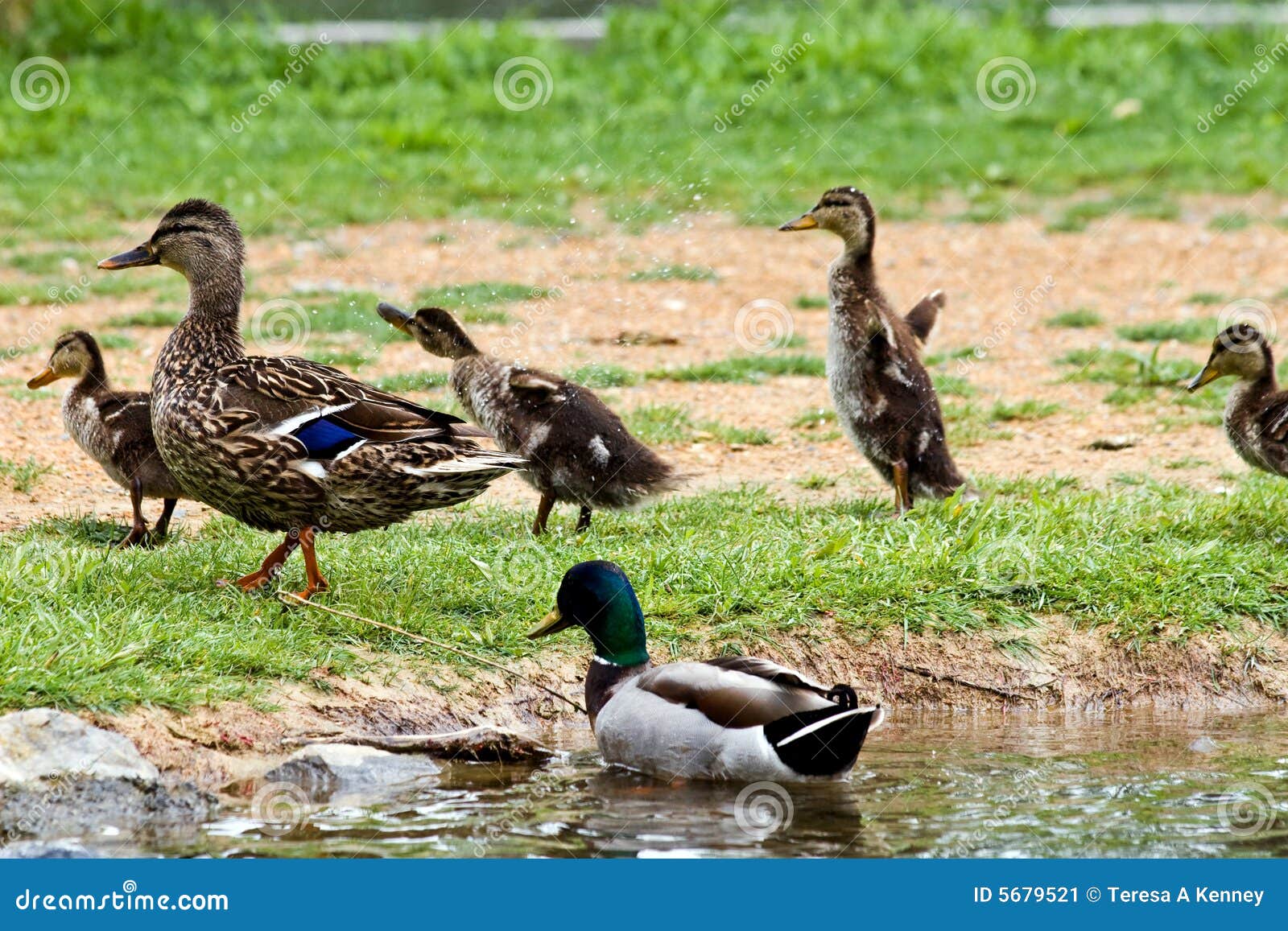 Mallard Family stock image. Image of ducks, fowl, wild - 5679521