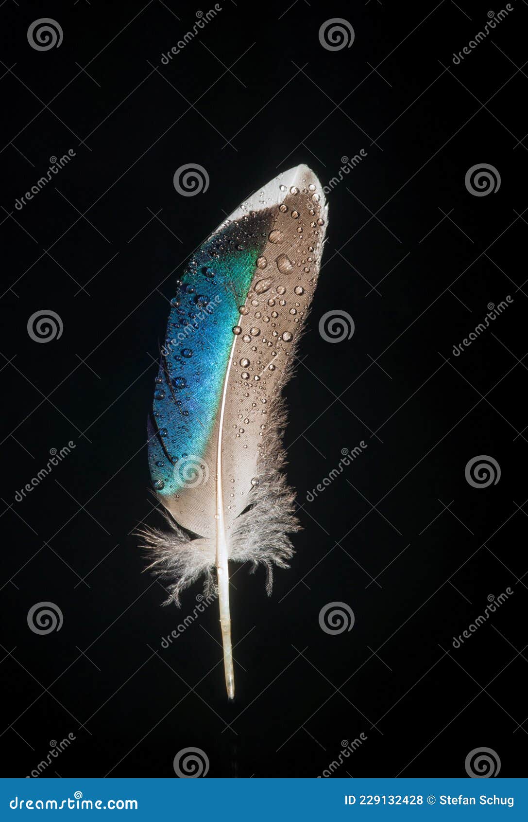Mallard Feather on Black stock photo. Image of ornithology - 229132428