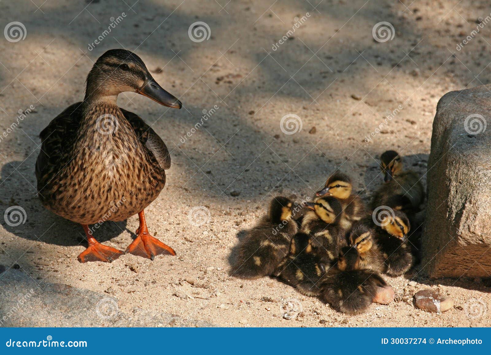 Mallard family stock photo. Image of farm, bird, mallard - 30037274