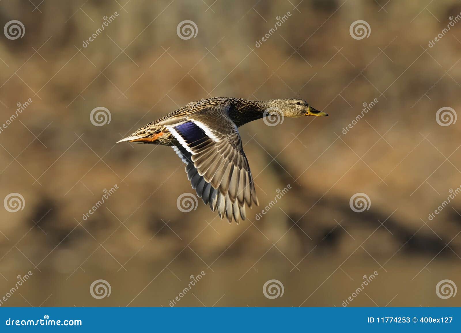 Mallard flight 1 stock image. Image of hunting, beak - 11774253