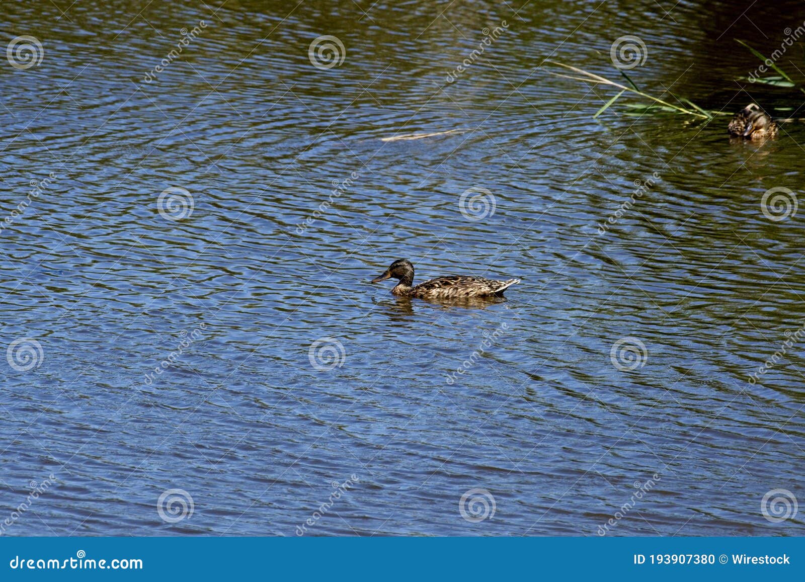 Mallard Floating on the Water Stock Photo - Image of duck, wildlife ...