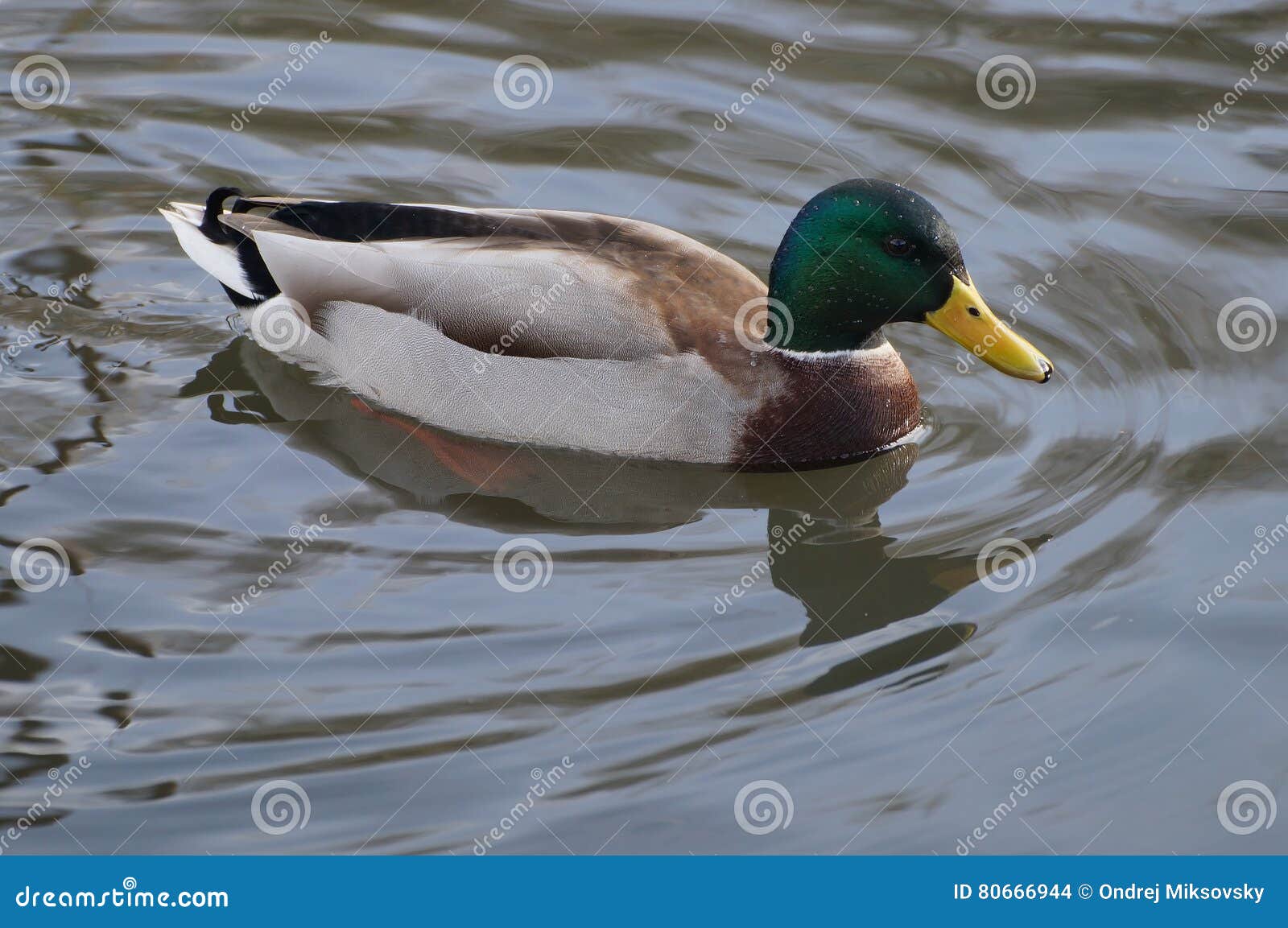 Mallard Floating on the Water Stock Photo - Image of feather, green ...