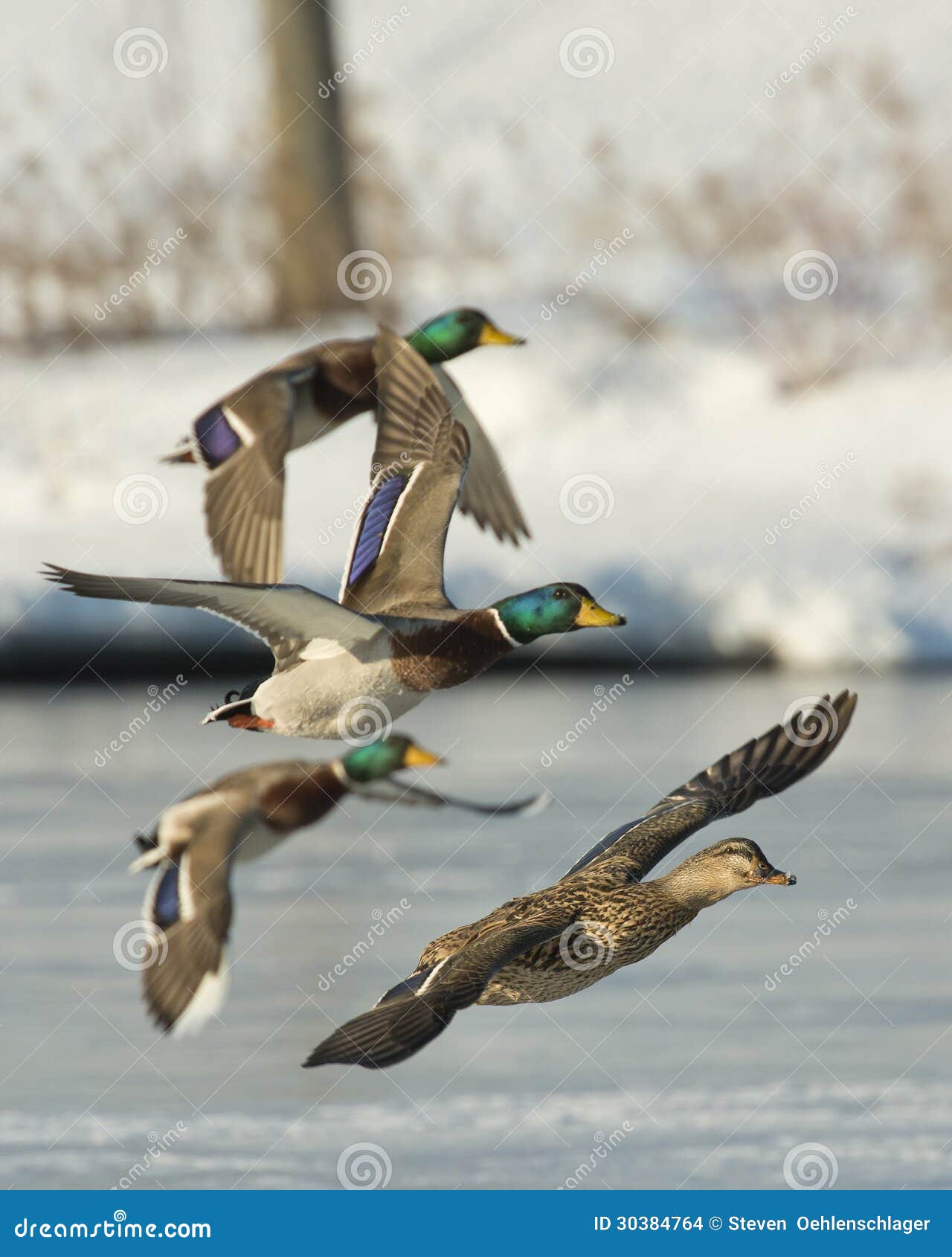 Mallard Flock stock photo. Image of bird, duck, flying - 30384764