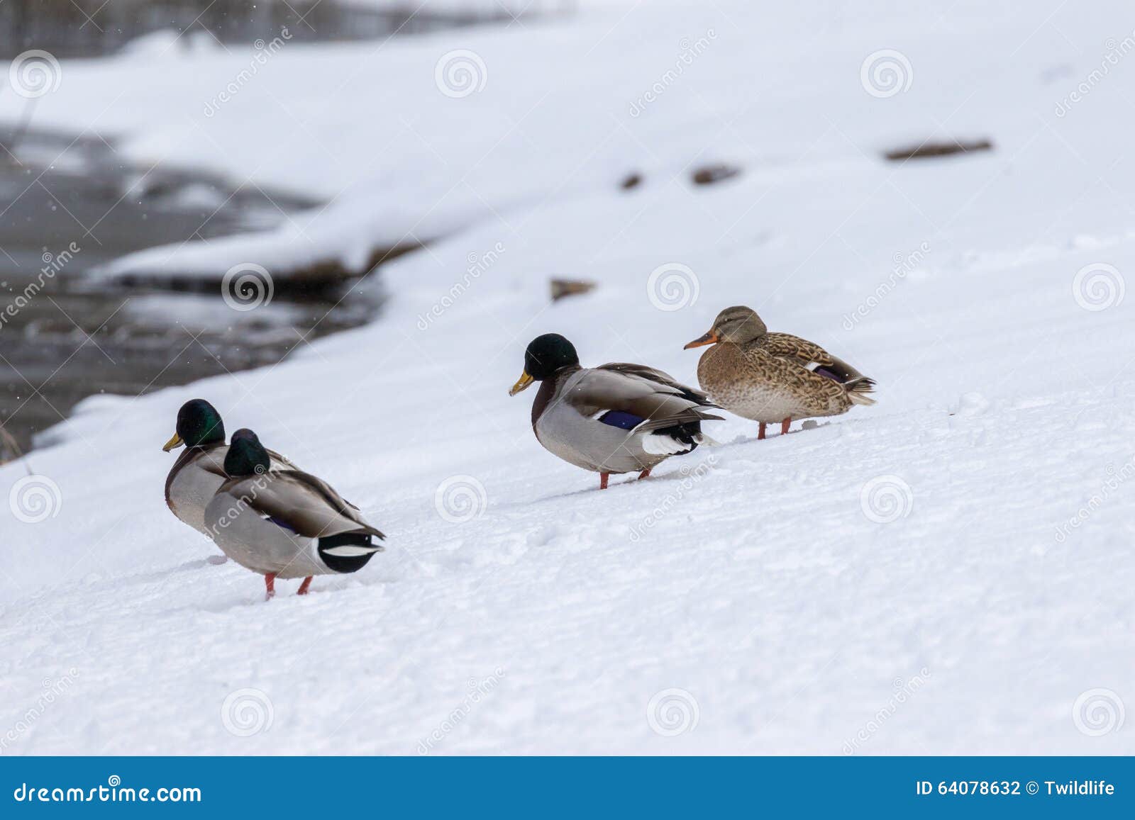 Mallard Flock in Snow stock photo. Image of wild, flock - 64078632