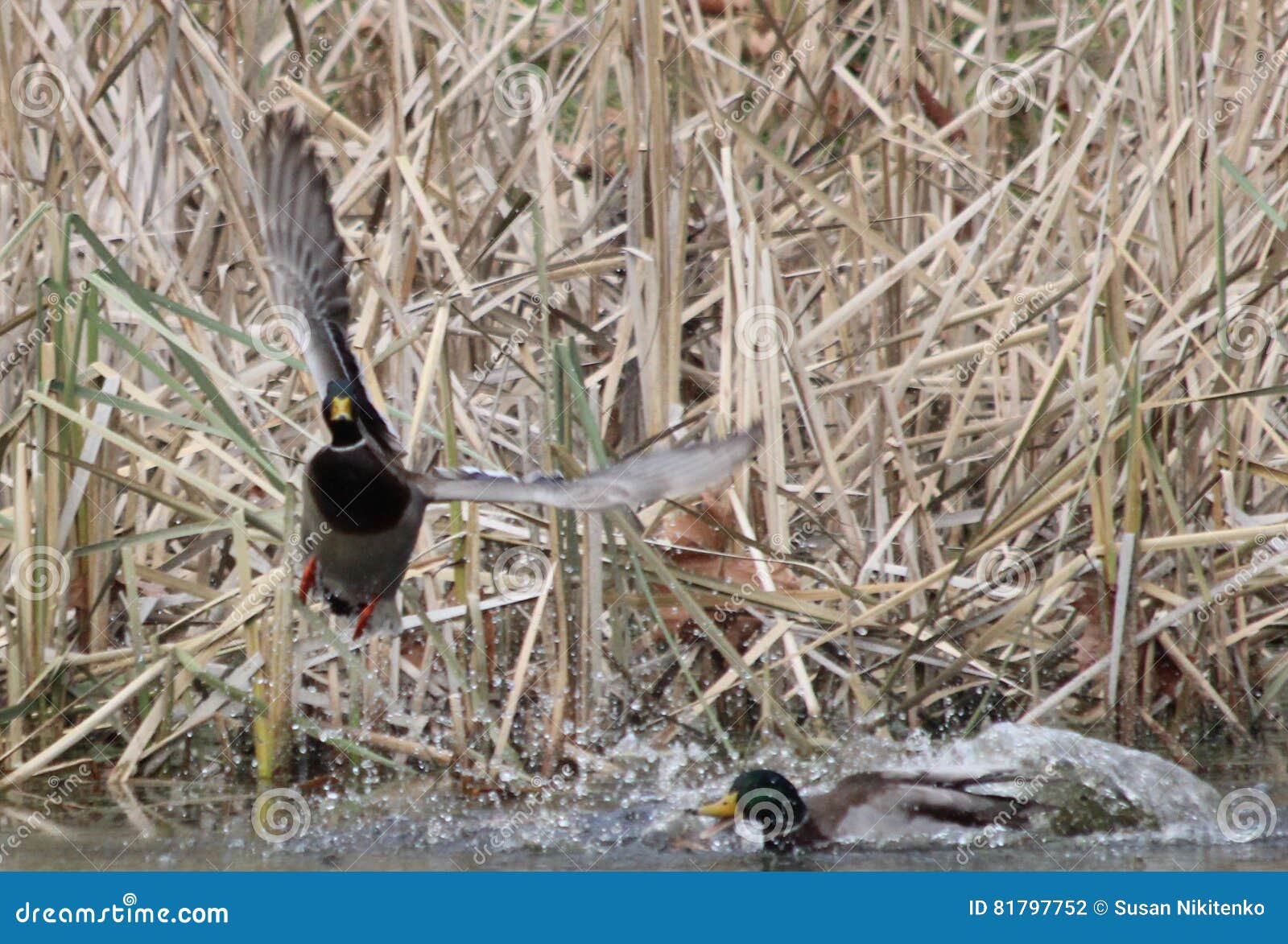 Mallard Flying 2 stock photo. Image of fall, autumn, wildlife - 81797752