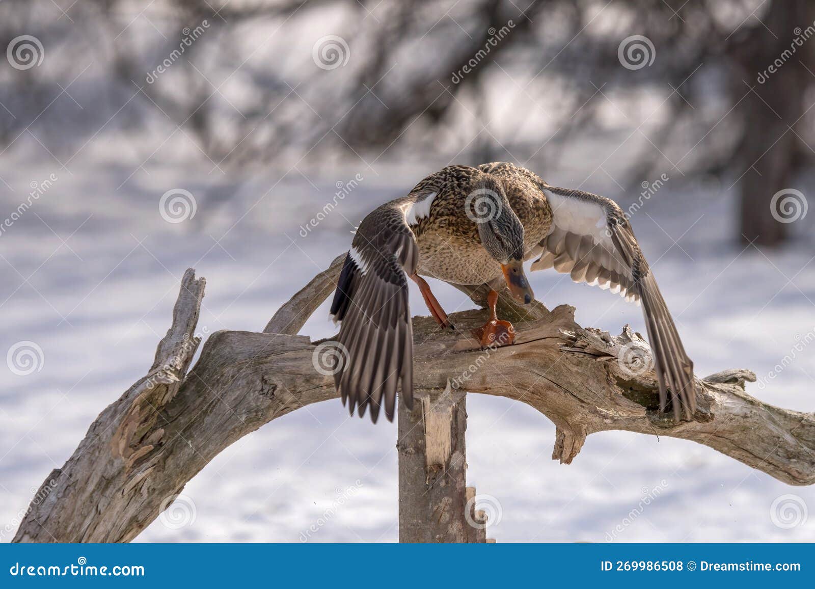 Mallard Flying Off Her Perch Stock Photo - Image of flying, wing: 269986508