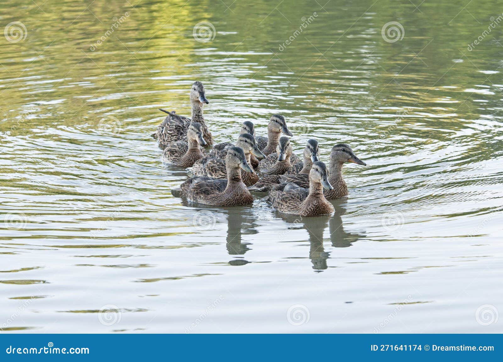 Mallard Hen Swimming with Her almost Grown Brood Stock Photo - Image of ...