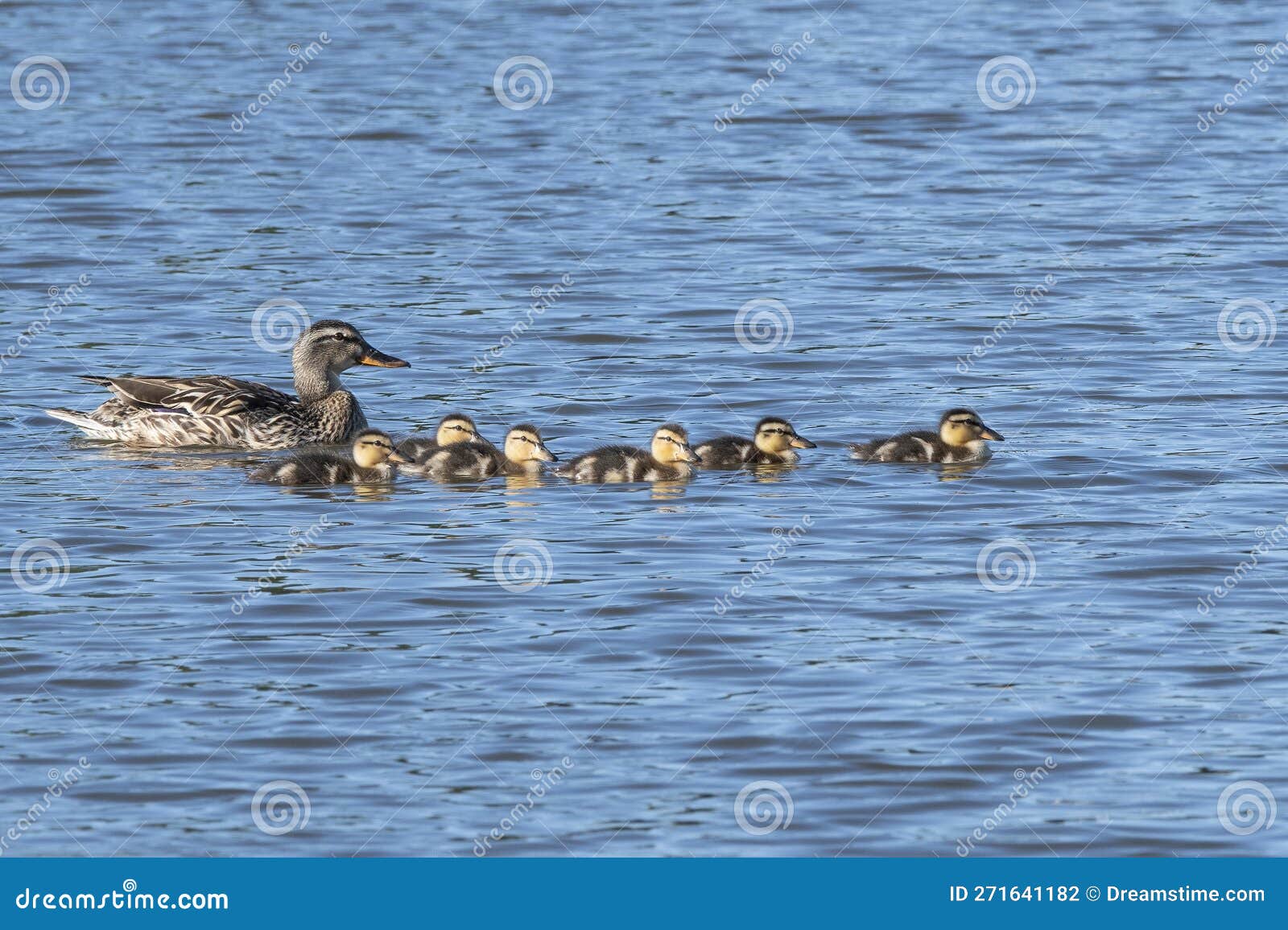 Mallard Hen Swimming with Brood Stock Photo - Image of water, waterfowl ...