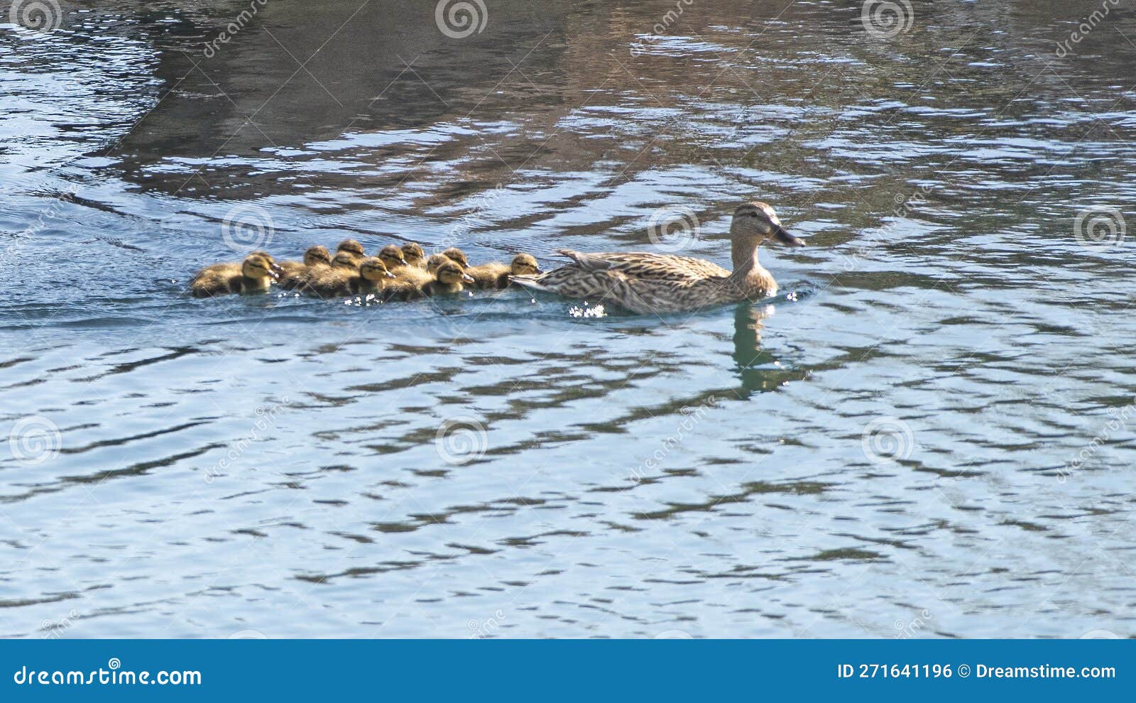 Mallard Hen with Brood Swimming Stock Photo - Image of anas ...
