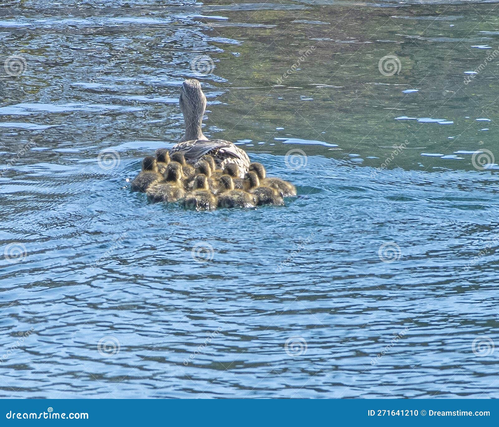 Mallard Hen with Brood Swimming Along Behind Her Stock Photo - Image of ...