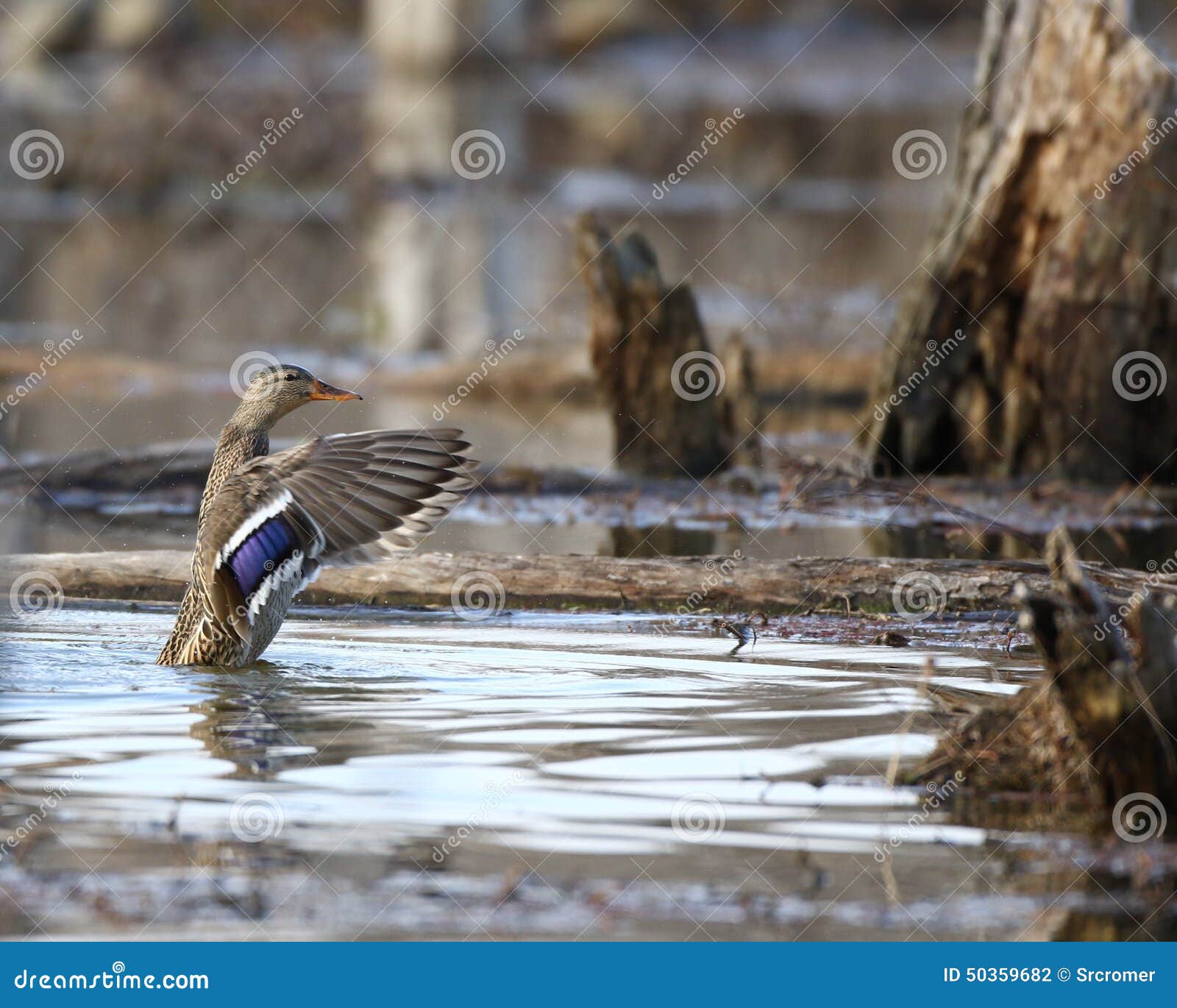 Mallard Hen Flapping stock photo. Image of brown, bird - 50359682