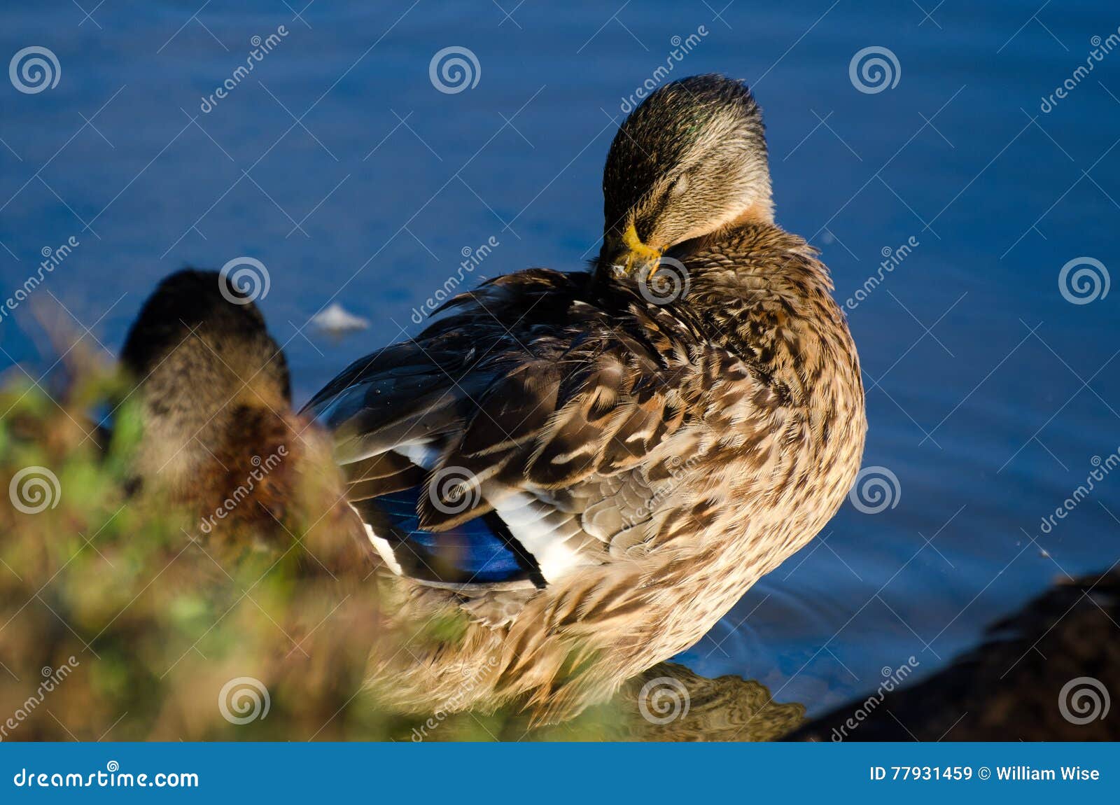 Mallard Hen Molt Preening stock image. Image of feathers - 77931459