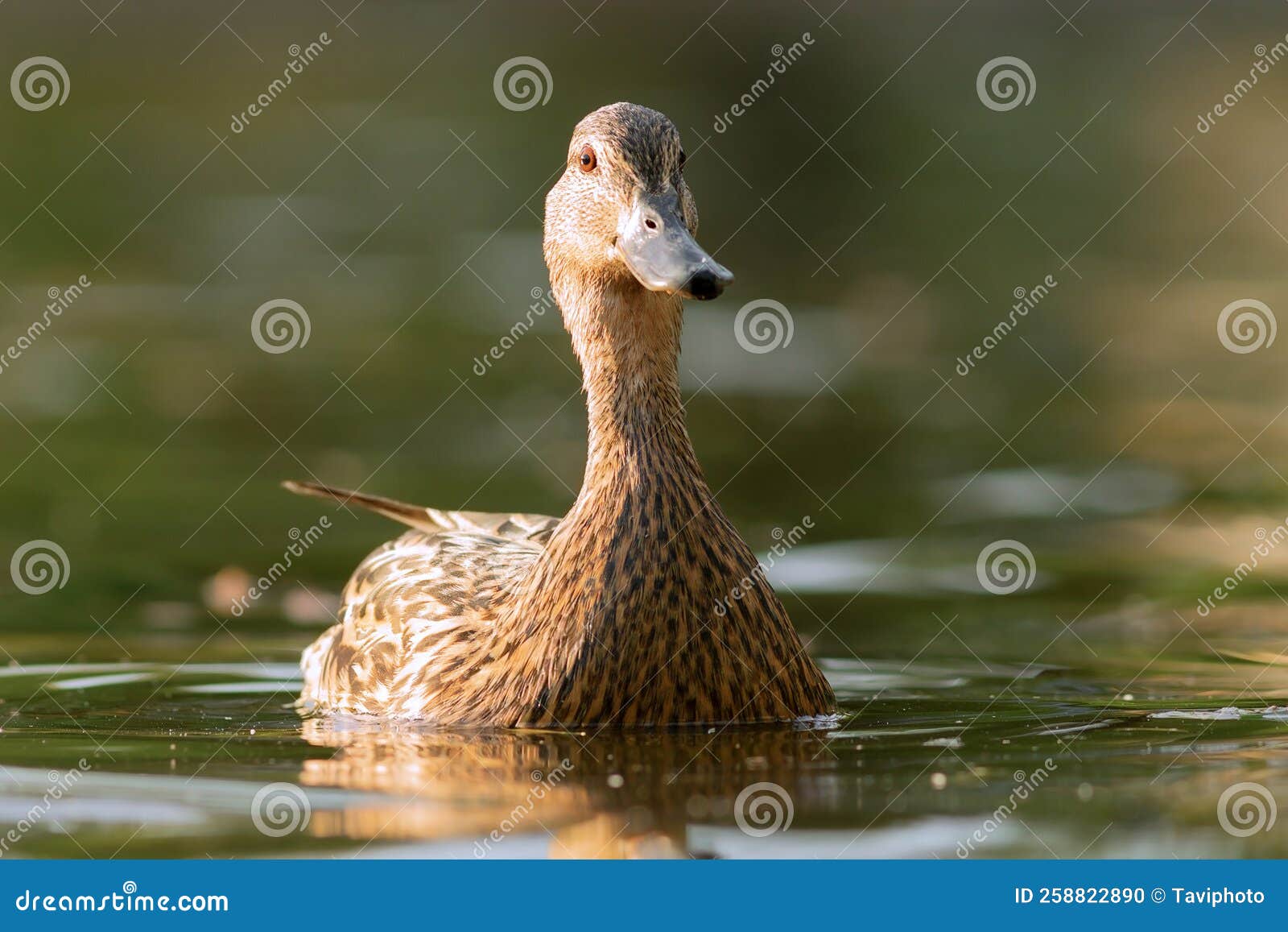 Mallard hen on pond stock photo. Image of beauty, lake - 258822890