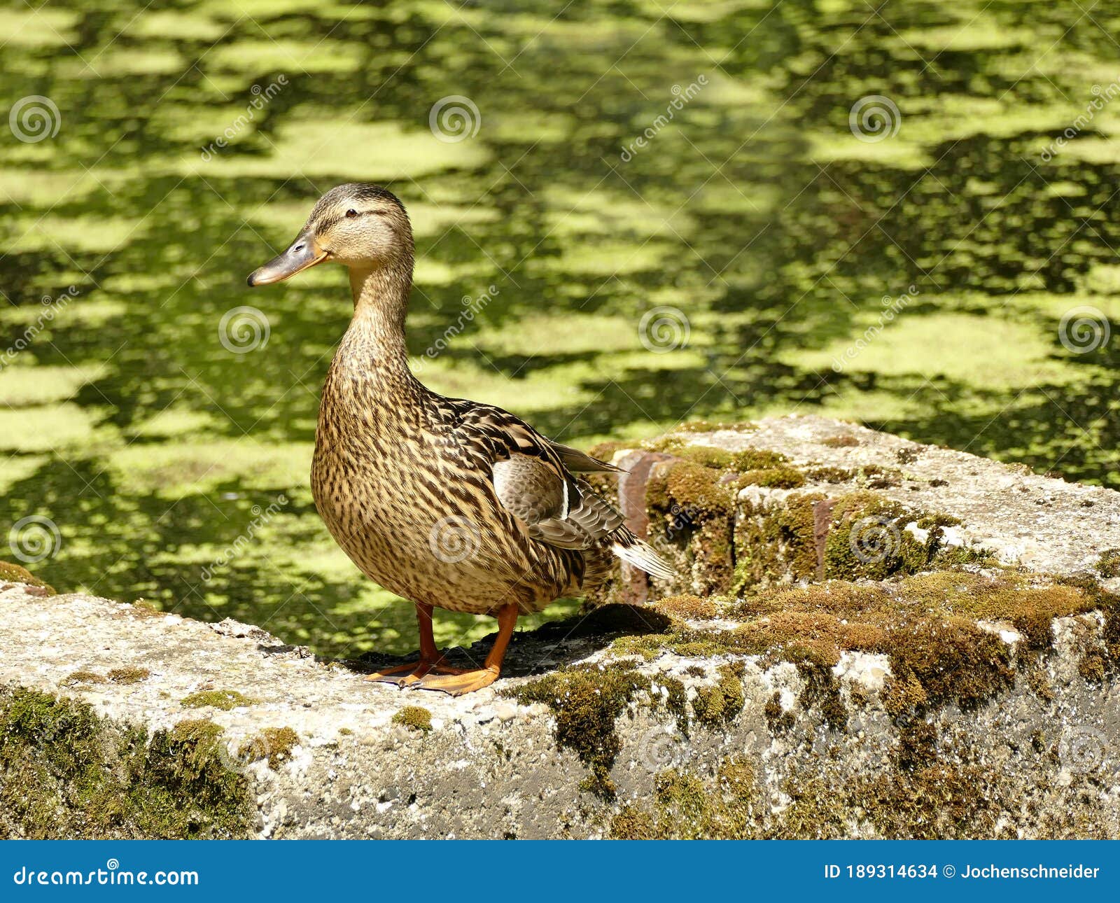 Mallard hen in a pond stock photo. Image of lemna, summer - 189314634