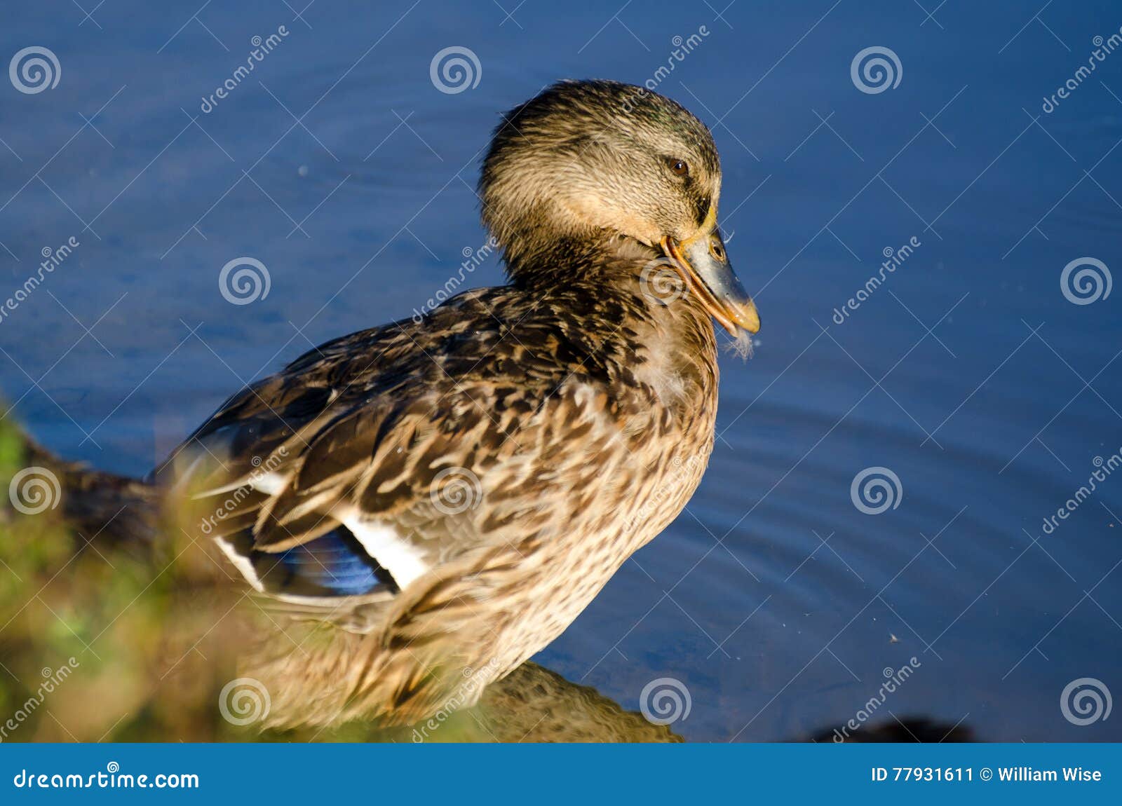Mallard Hen Preening stock image. Image of preening, feathers - 77931611