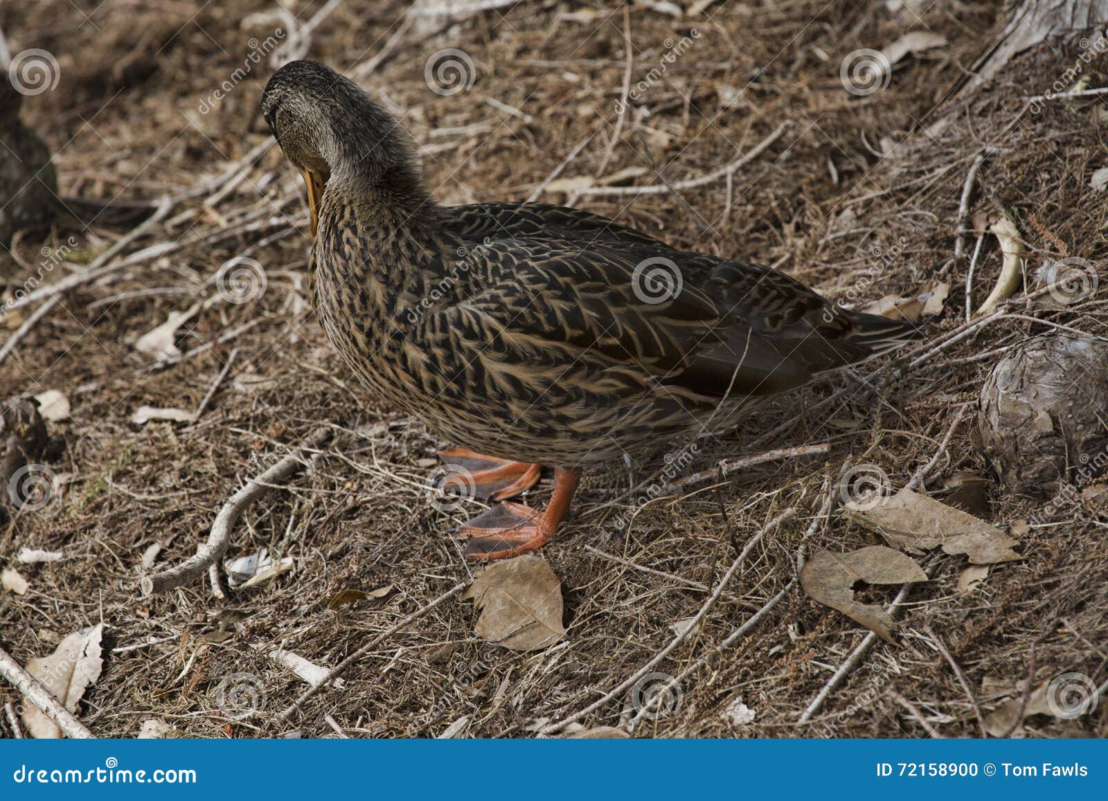 Mallard Hen stock photo. Image of hunting, feathers, platyrhynchos ...