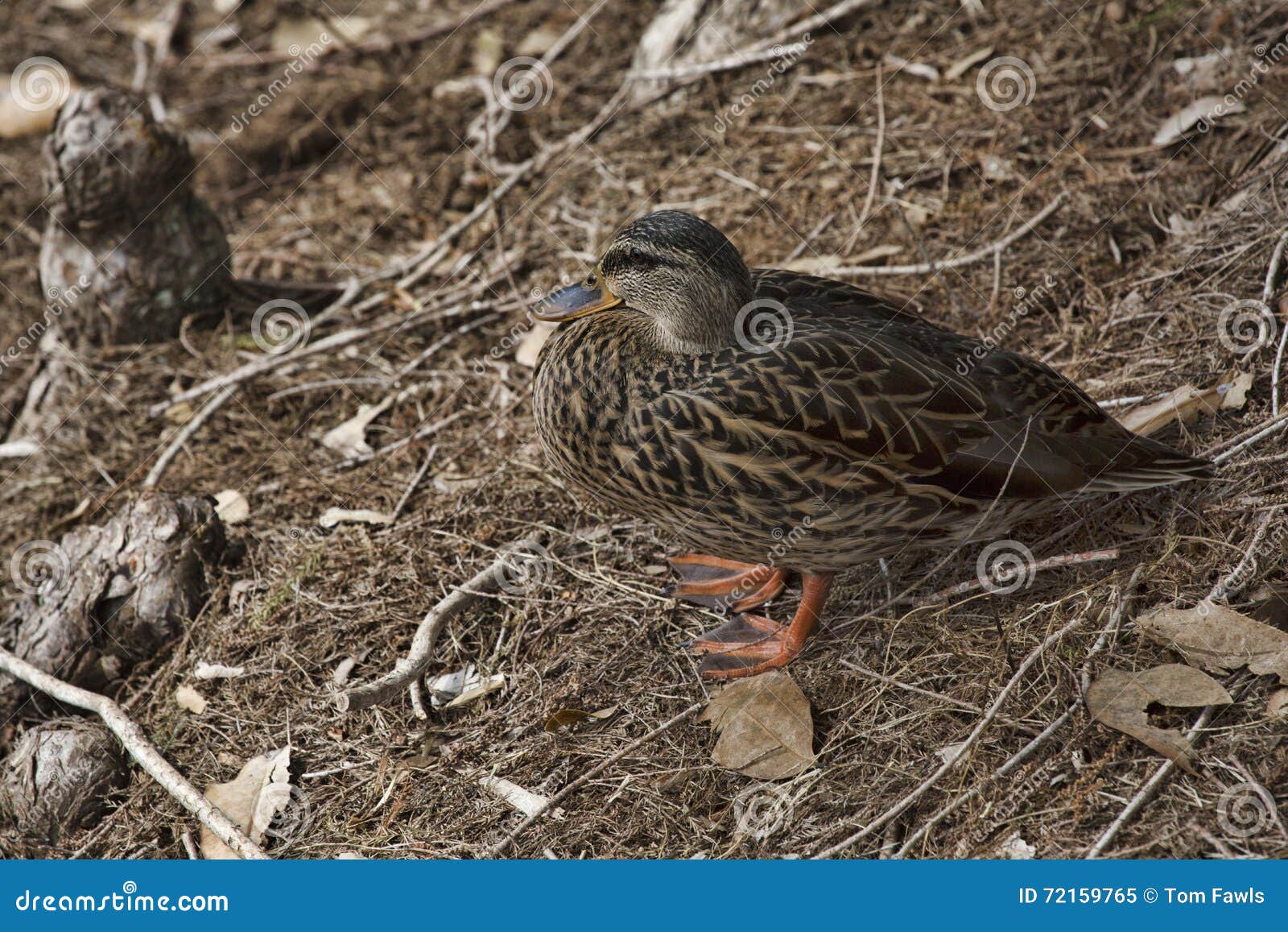 Mallard Hen stock image. Image of feathers, female, avian - 72159765