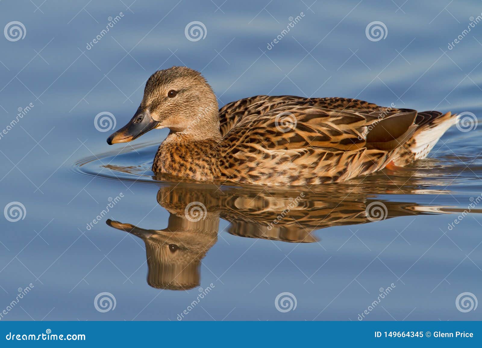 Mallard Hen stock image. Image of pond, swimming, waterfowl - 149664345