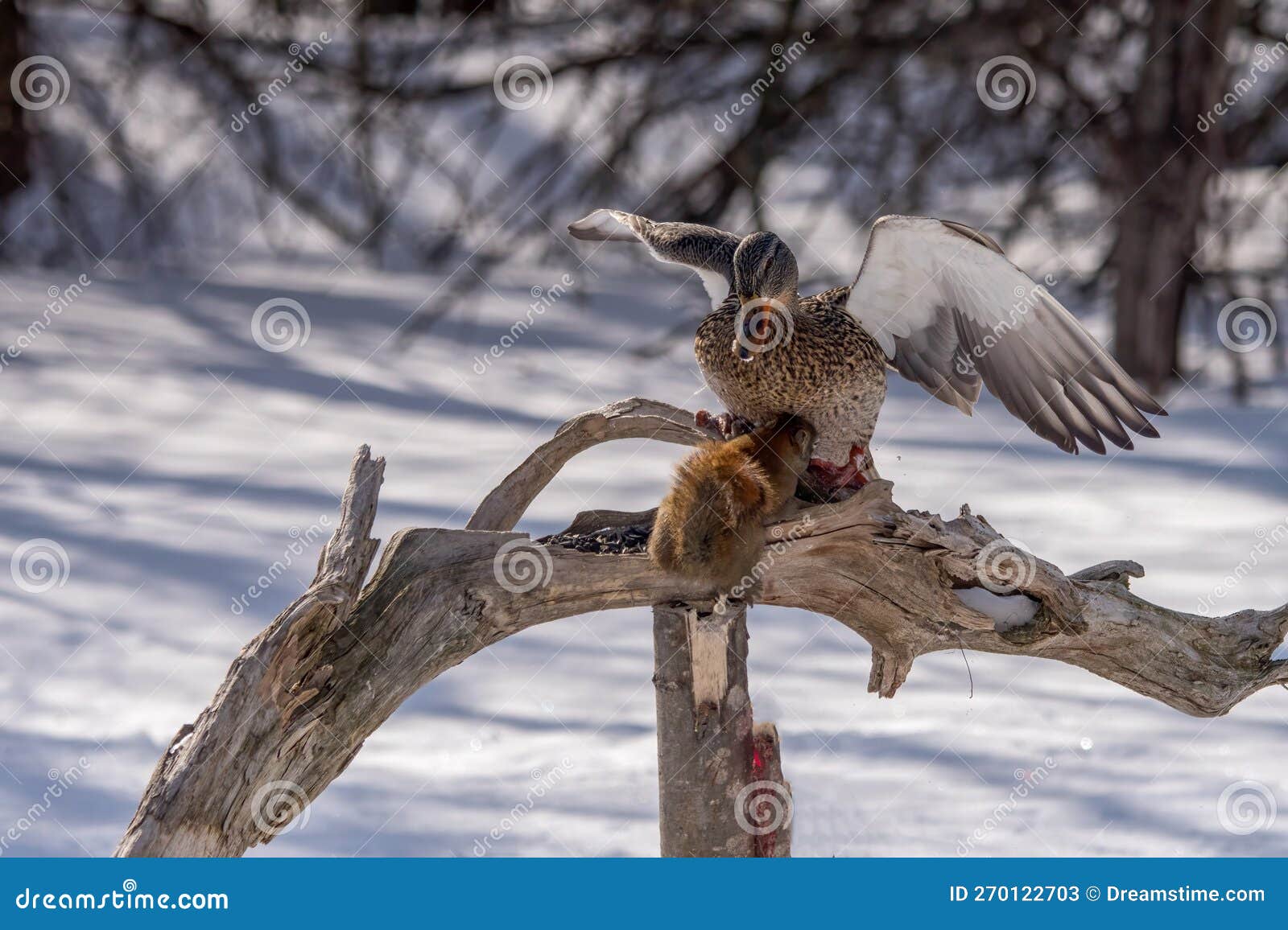 Mallard Landing Squirrels Branch in Winter Stock Image - Image of ...