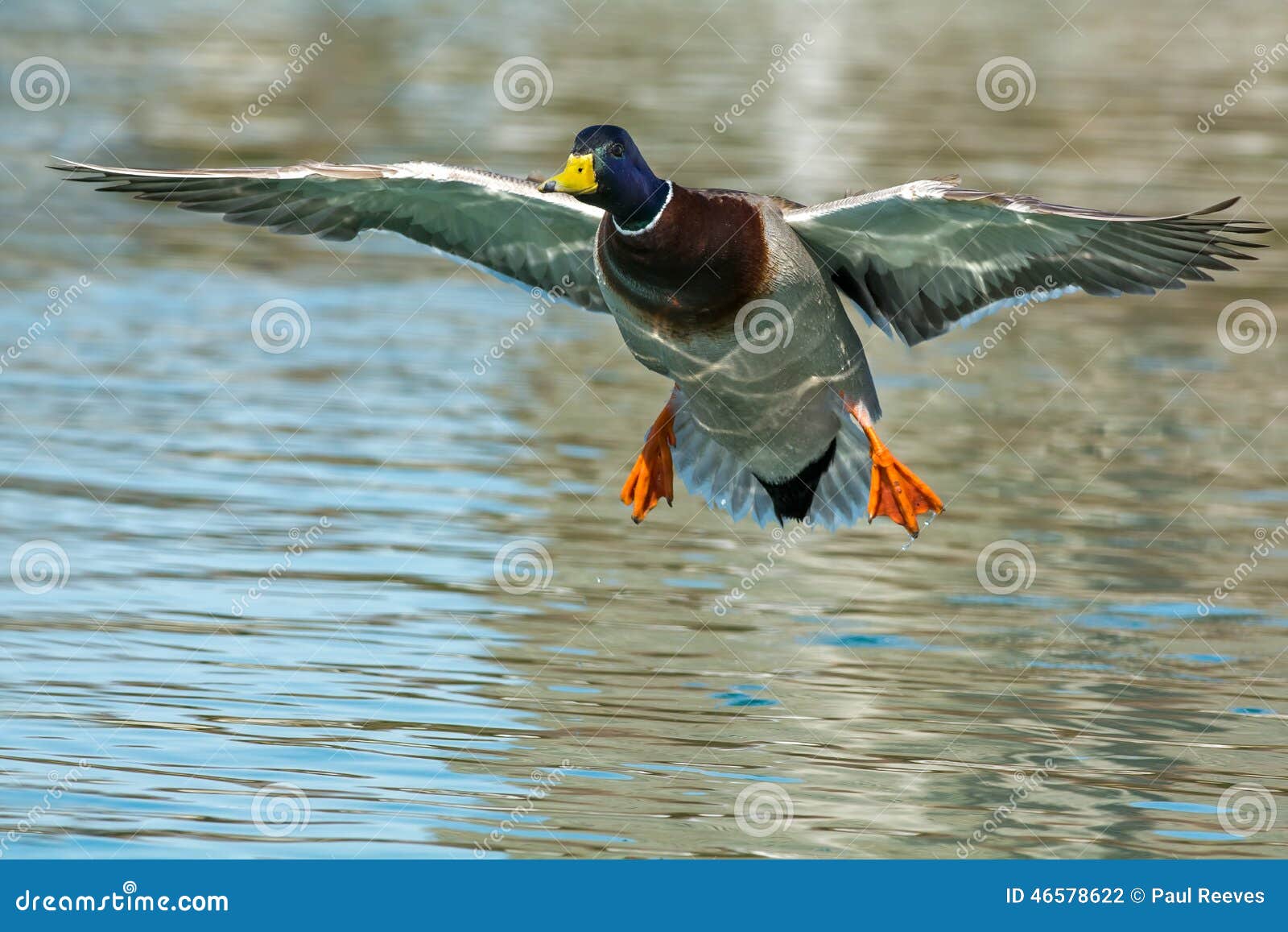 Mallard - Anas Platyrhynchos Stock Photo - Image of nature, outdoors ...
