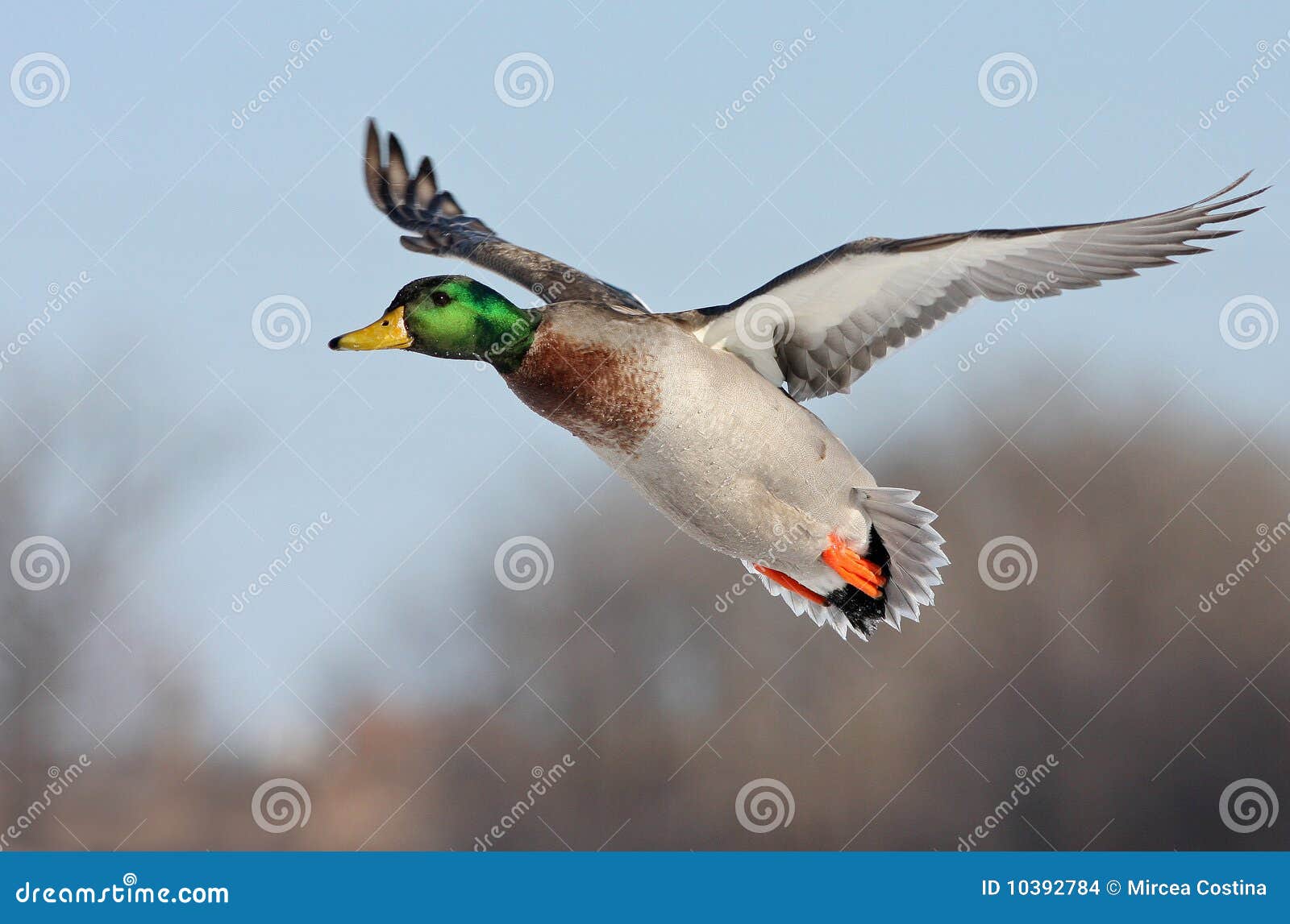 Mallard Male Duck in Flight Stock Photo - Image of feathers, water ...