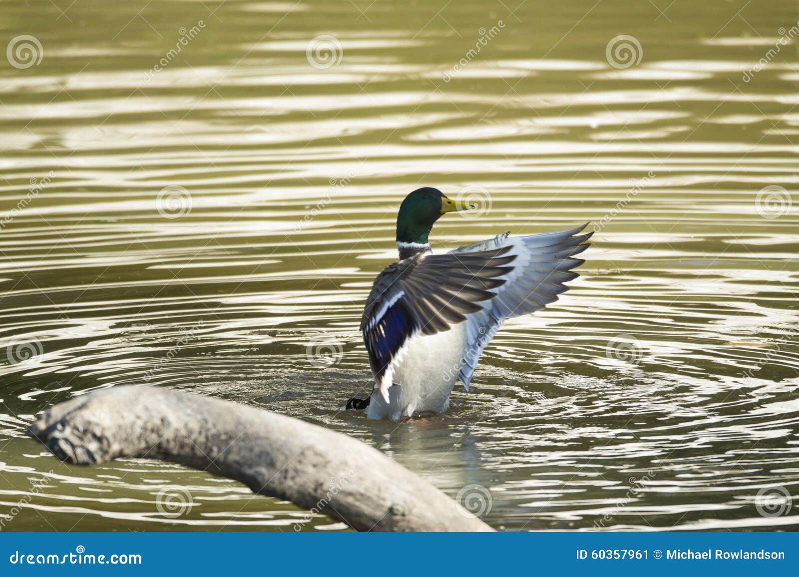 Mallard male fall stock image. Image of animal, brown - 60357961