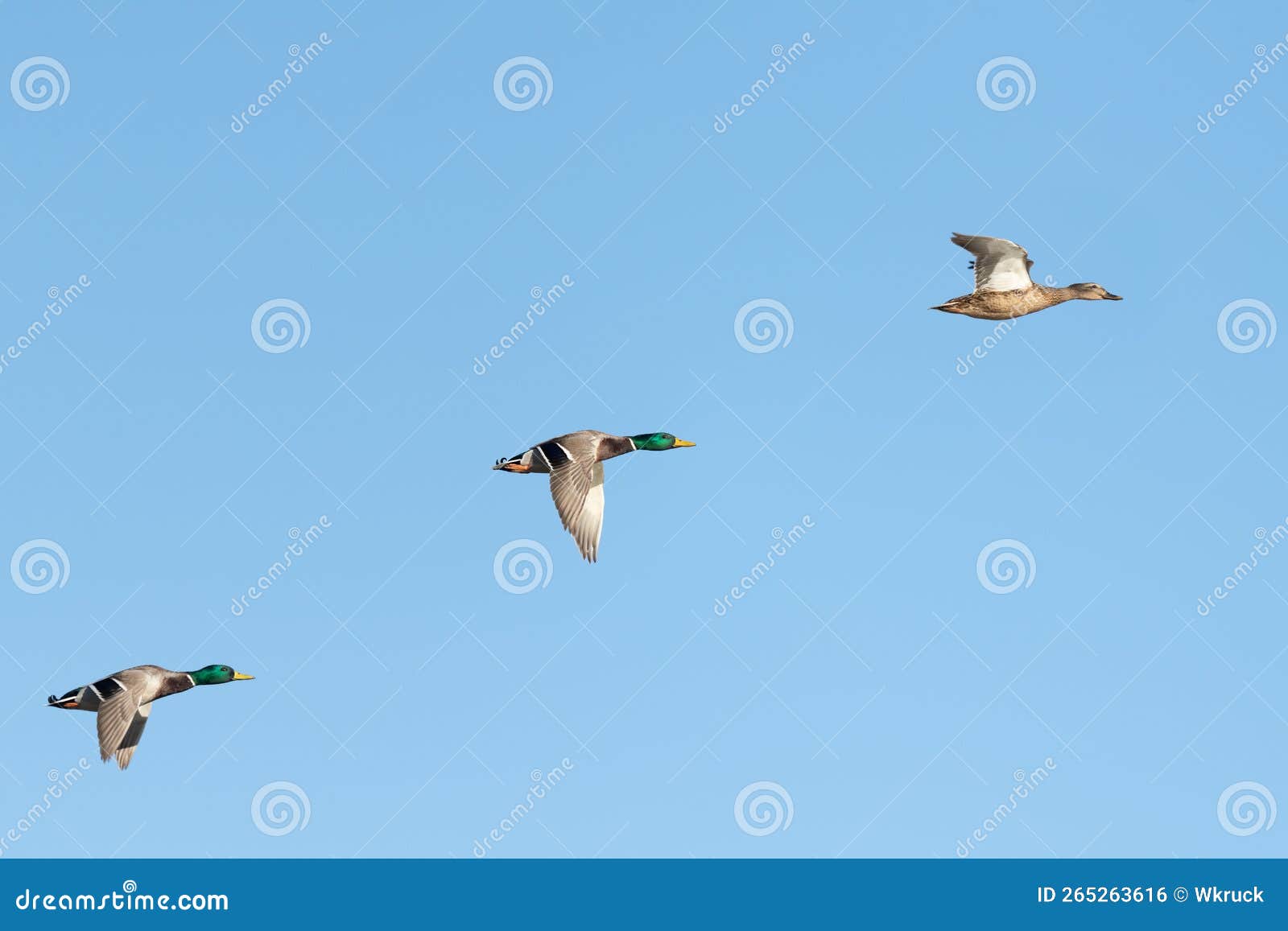 Mallard stock photo. Image of badenwafrac14, duck, fauna - 265263616