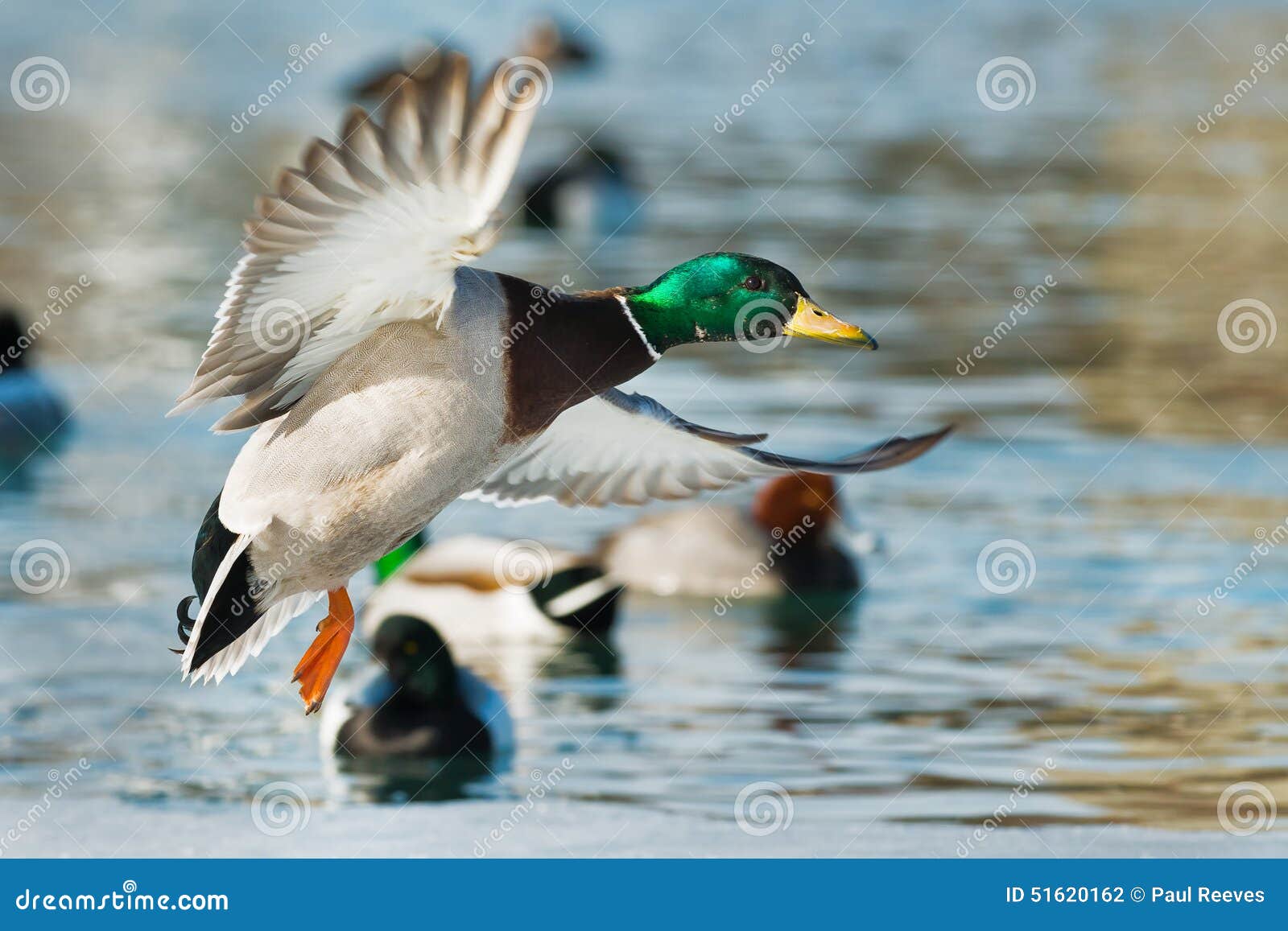 Mallard - Anas Platyrhynchos Stock Photo - Image of horizontal, wing ...