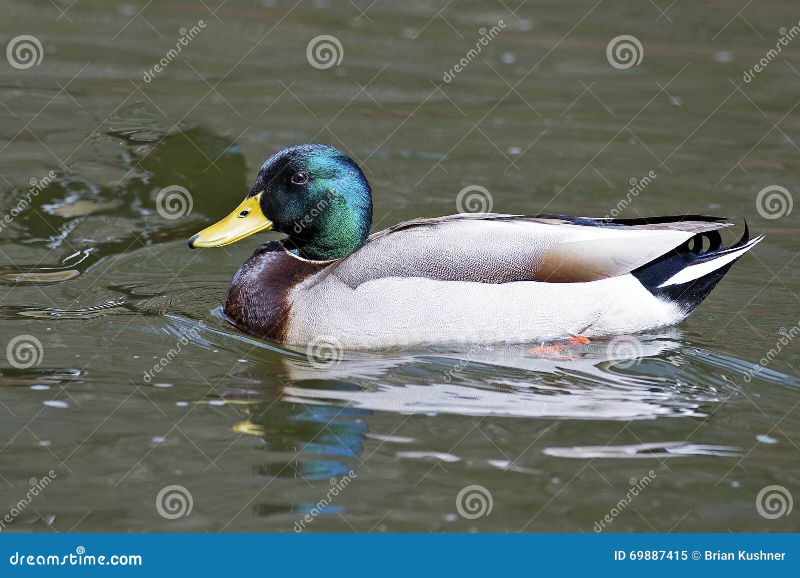 Mallard stock image. Image of floating, pond, ocean, flipper - 69887415