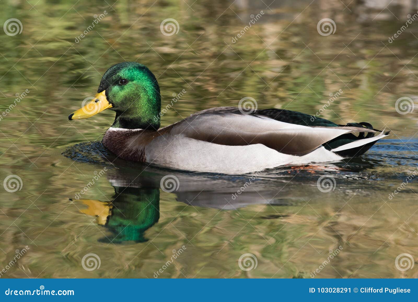 Mallard stock image. Image of biology, feathers, animal - 103028291
