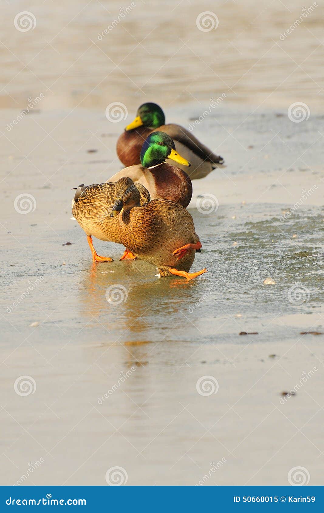 Mallard stock image. Image of mallards, waterfowl, green - 50660015