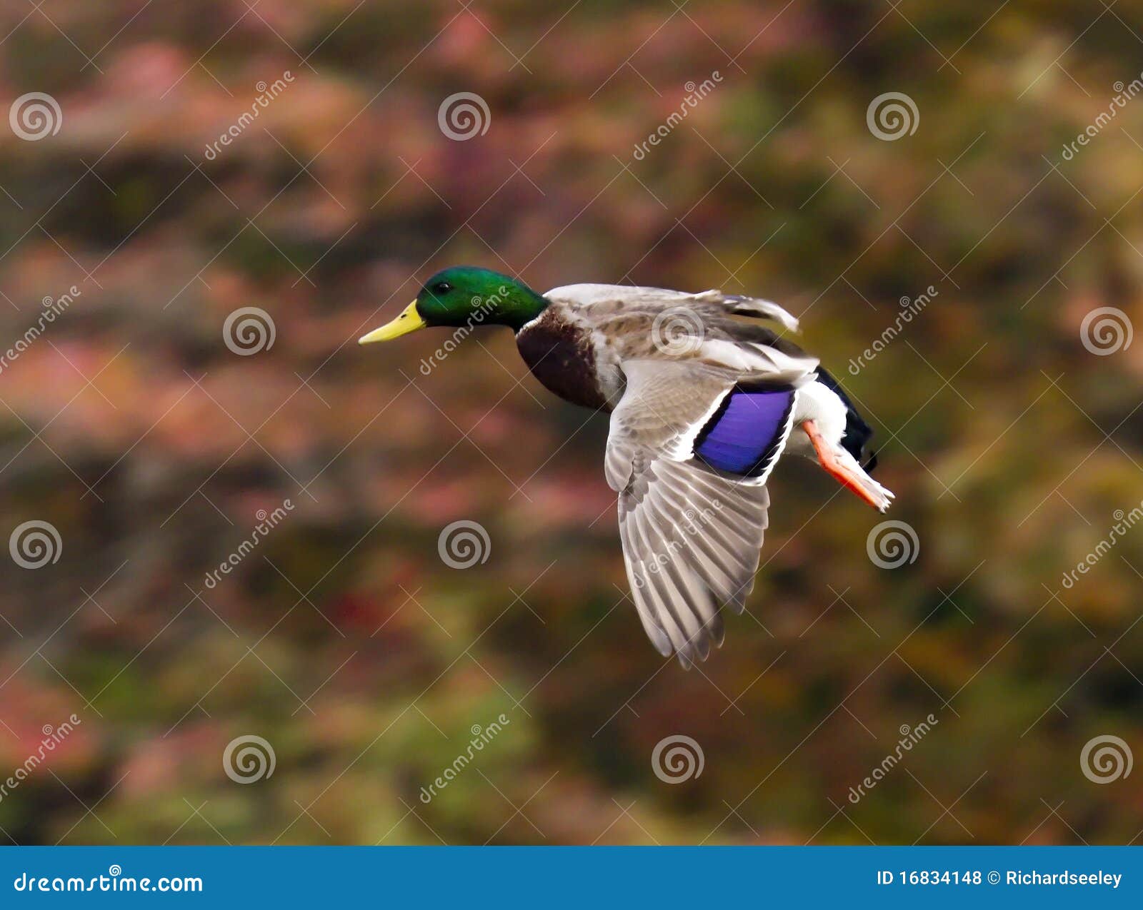 Mallard in the Moment stock photo. Image of scenic, wild - 16834148