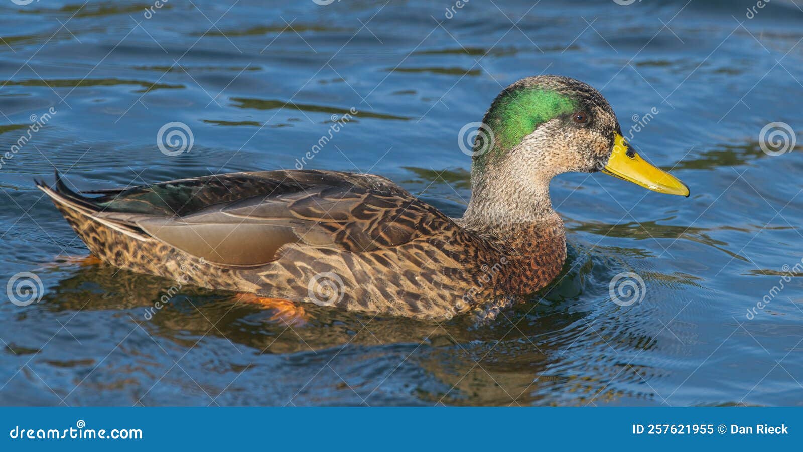 Mallard X Mottled Duck Hybrid Stock Image - Image of animal ...