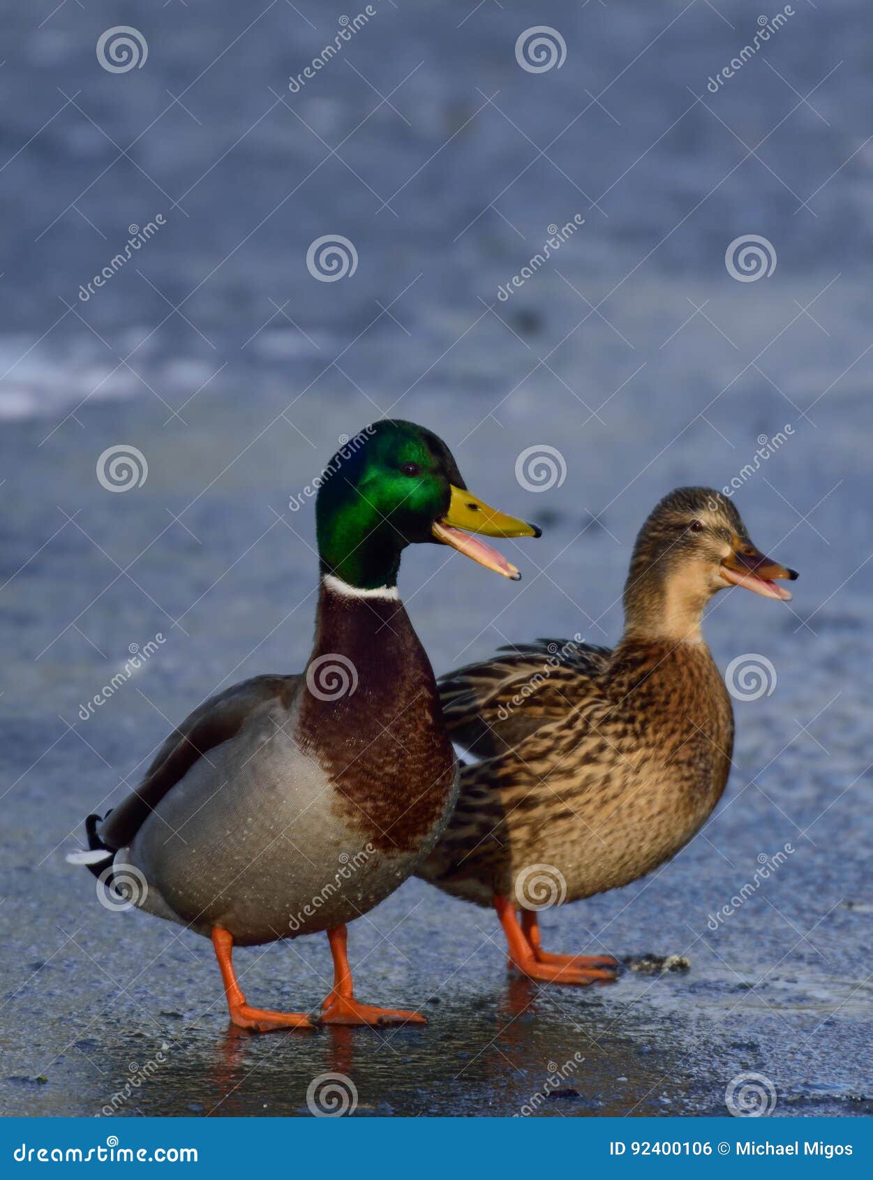 Mallard pair on ice stock photo. Image of quack, bird - 92400106