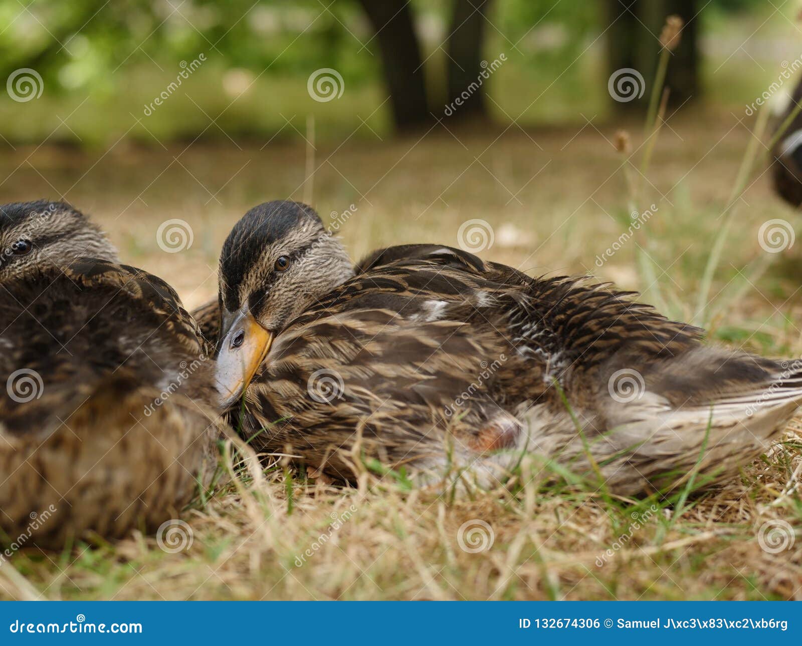 A Mallard with Her Children Stock Photo - Image of mother, feathers ...